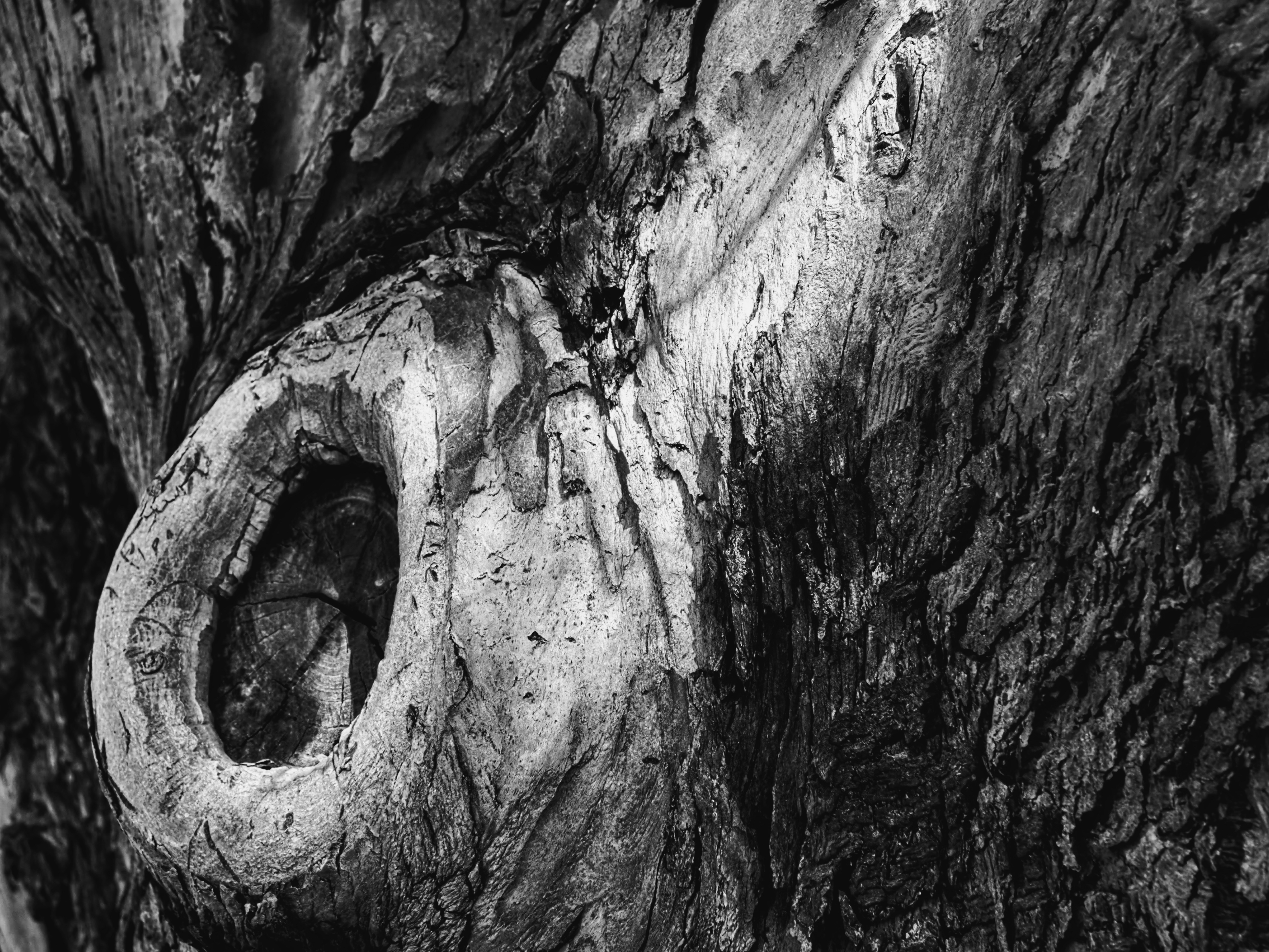 A Hollow Gaze in Weathered Wood