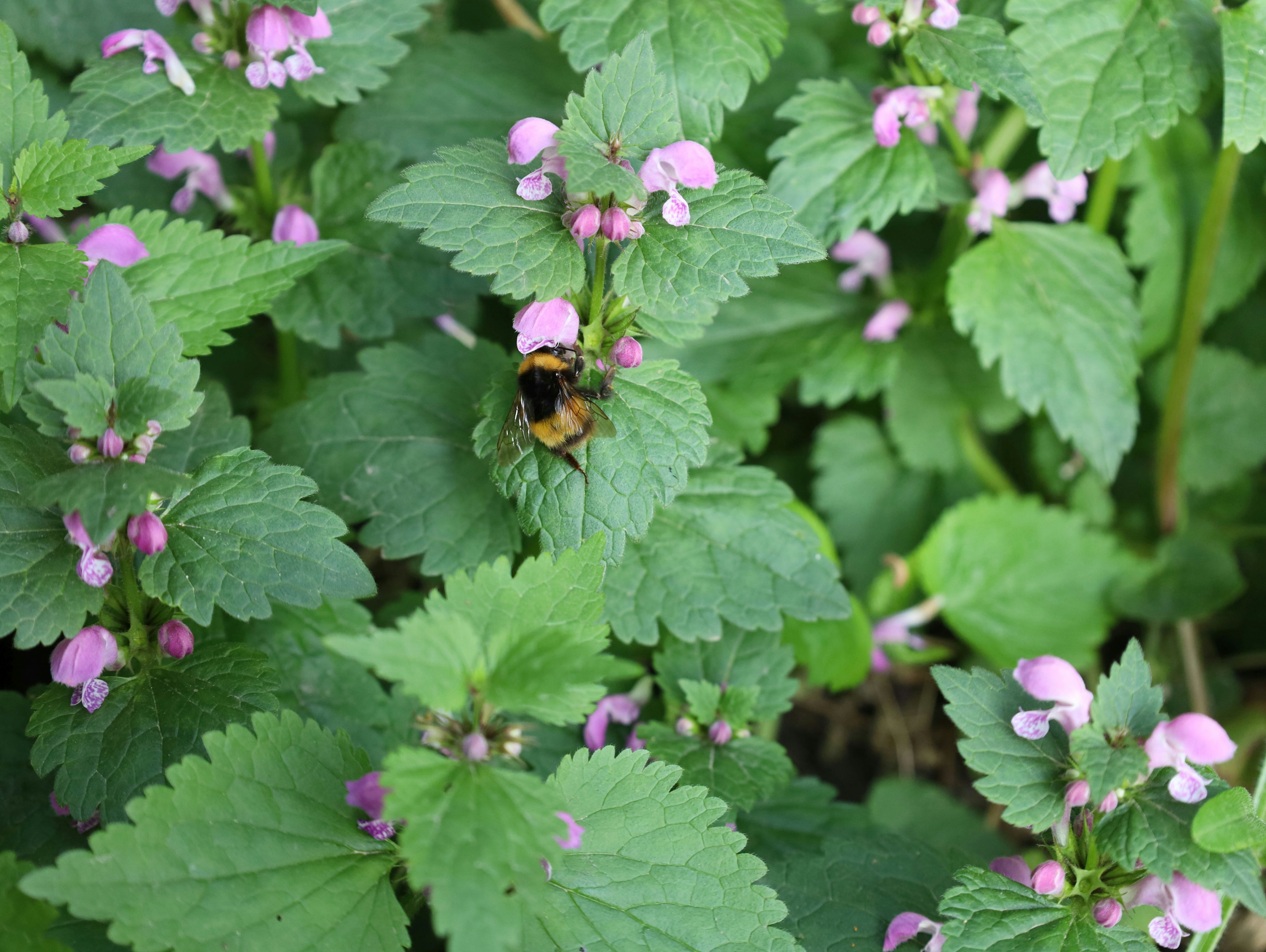 Hovering Bee on Pink-Flowered Green Canopy