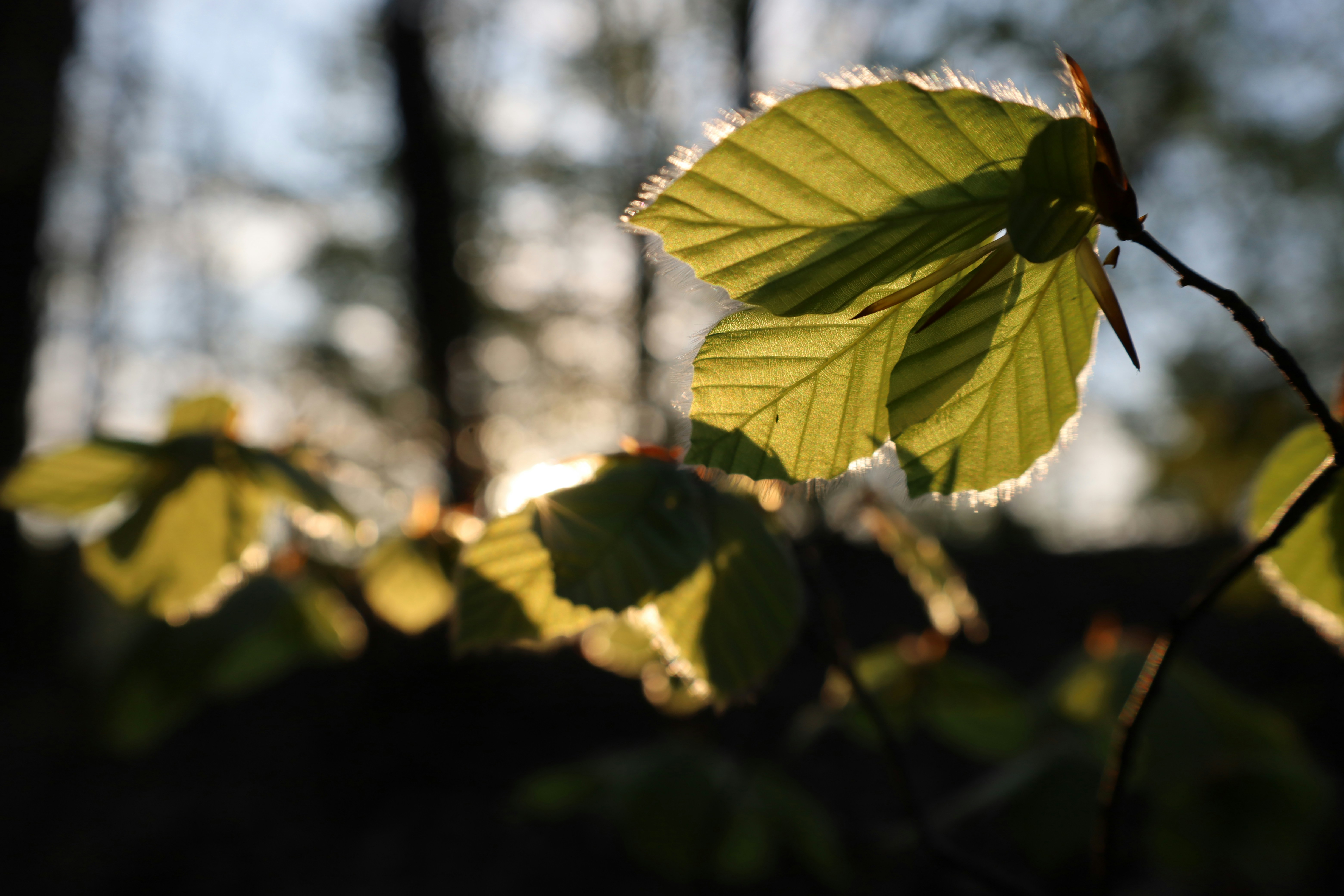 Sunlit Veins: Backlit Leaves in Quiet Morning Light