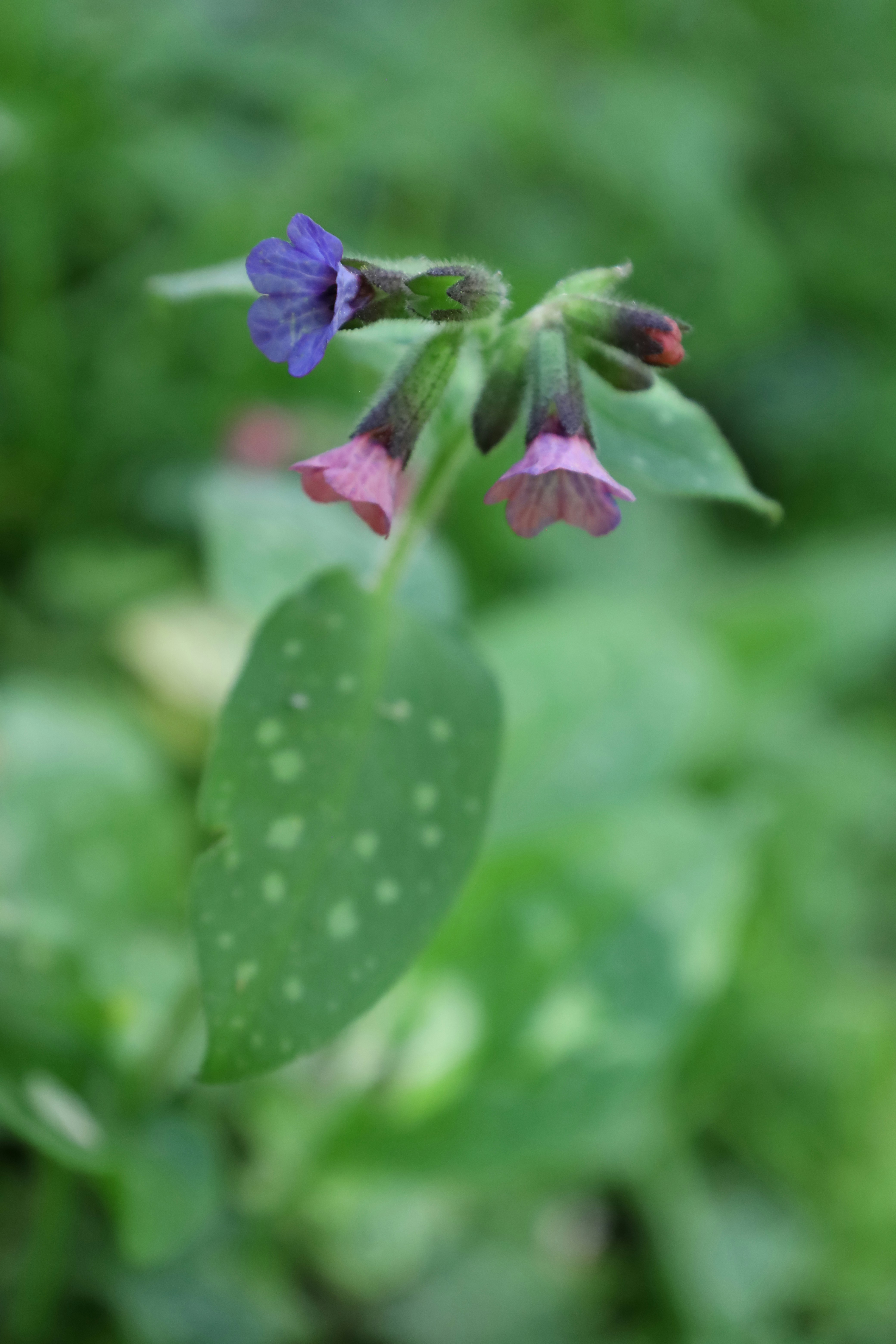 Purple Flower Bell in Soft Green Blur