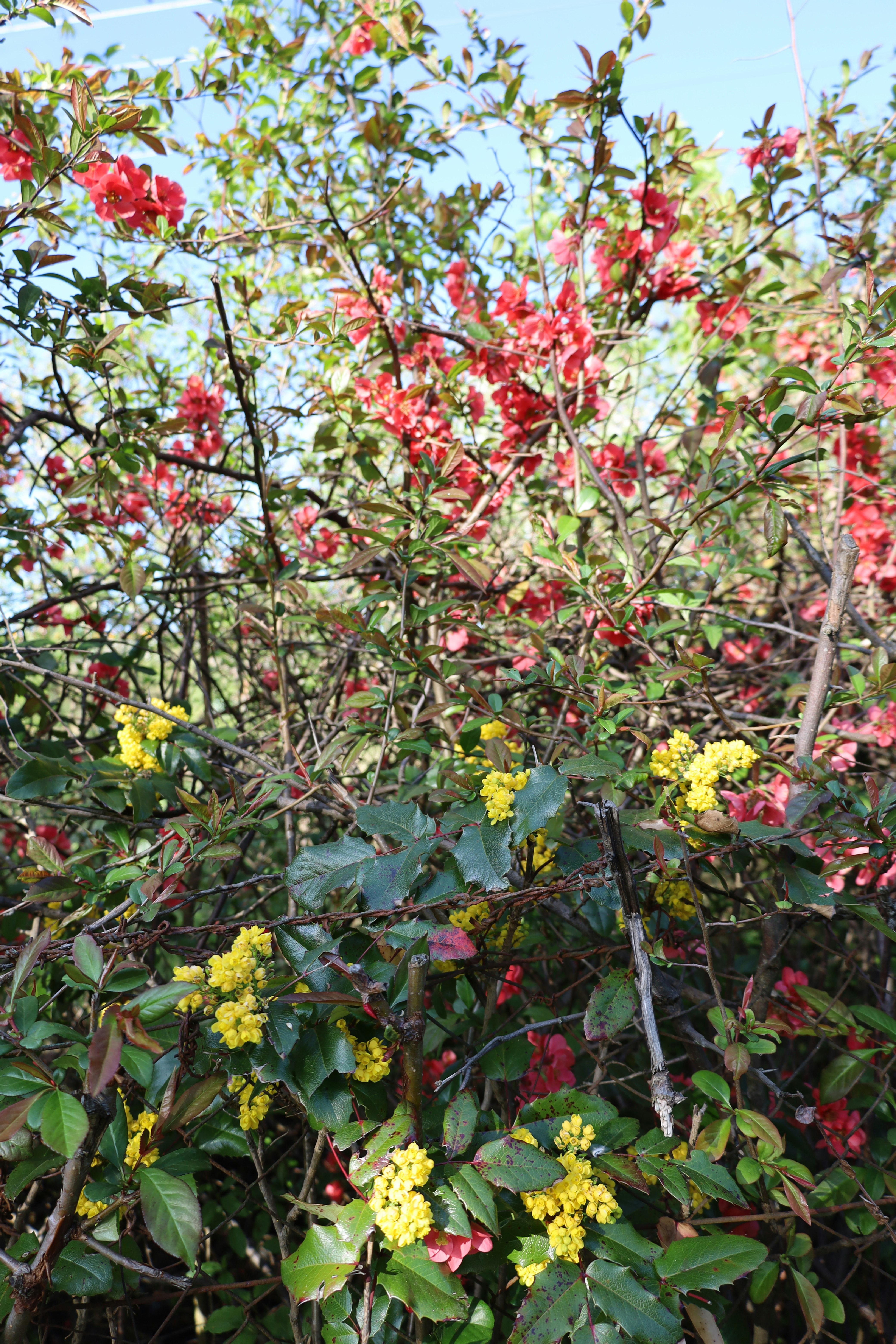 Crimson and Gold Amid Spring Boughs