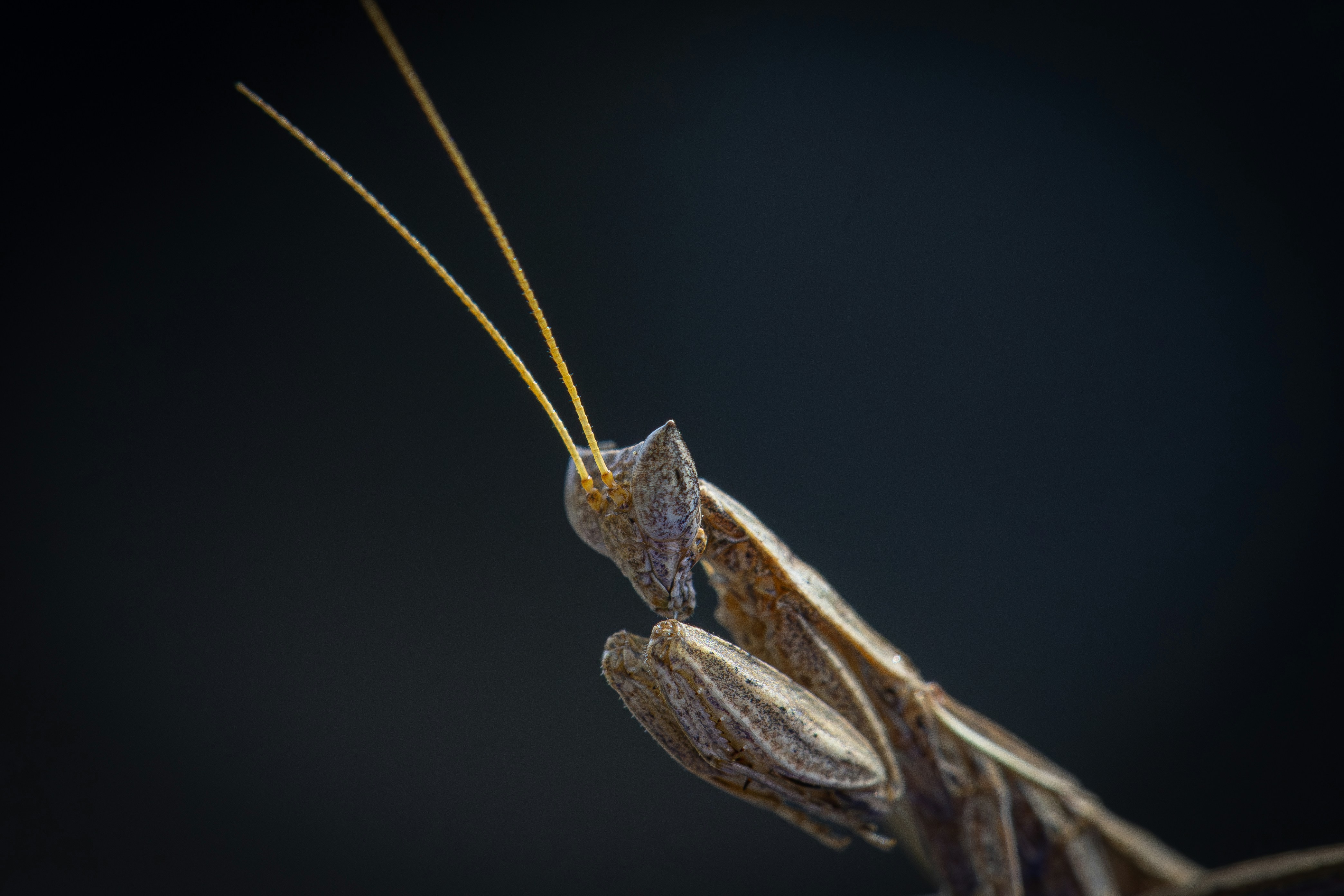 Macro Portrait of a Tiny Plant Insect and Silken Tip