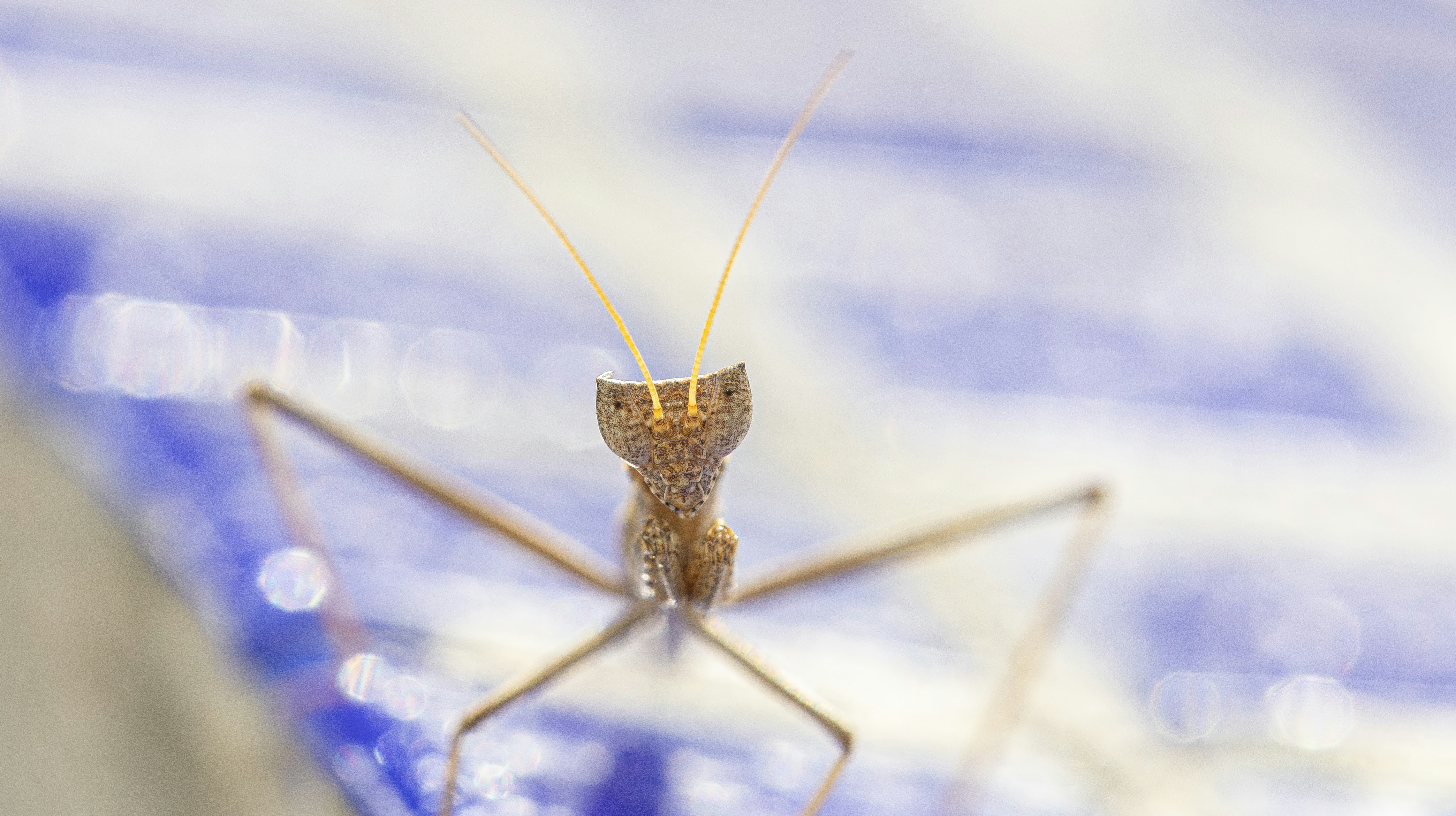 Macro Snippet: The Antenna-Headed Insect in Soft Focus