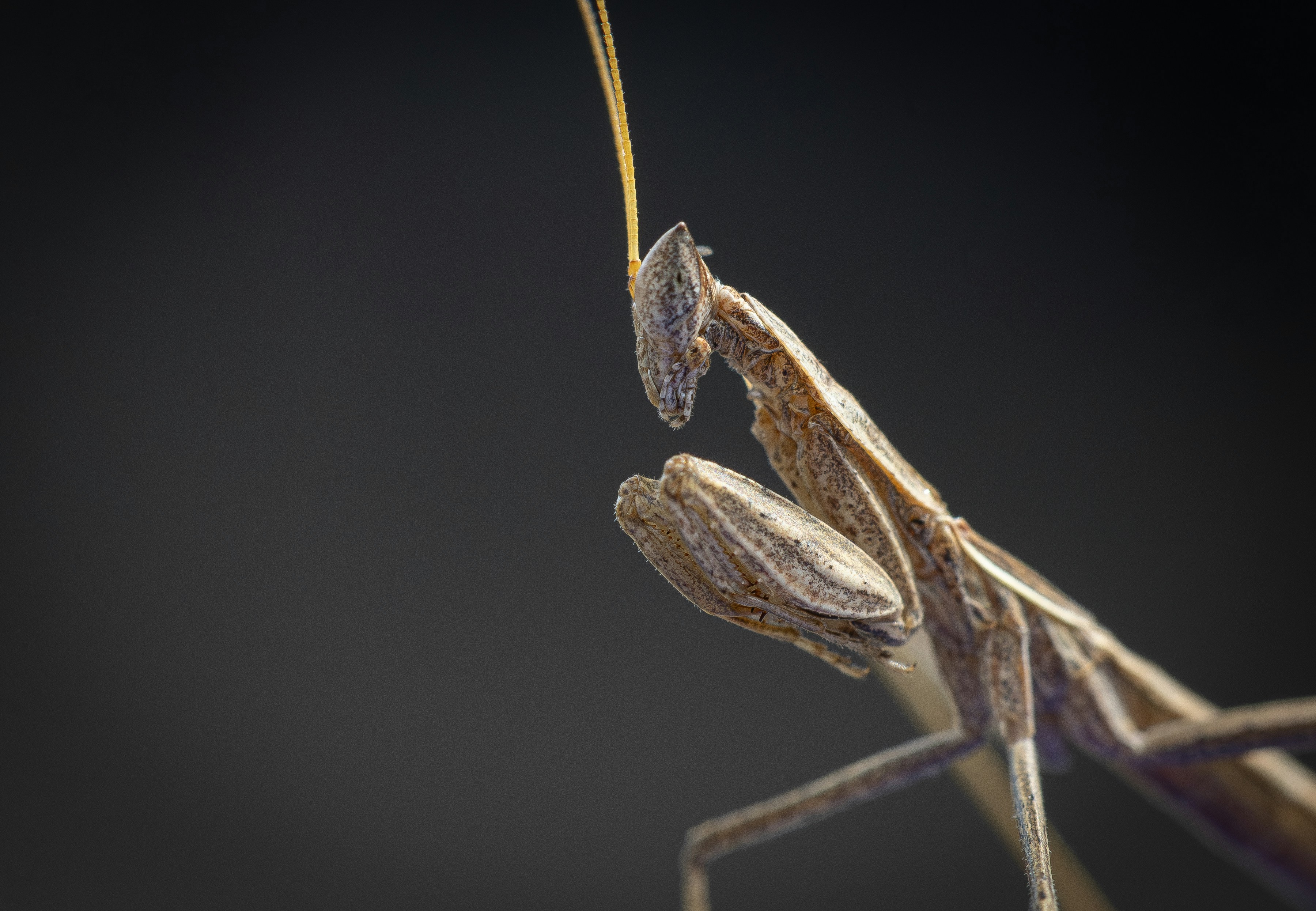 Curved Horizon: A Macro Portrait of a Grasping Seed Pod