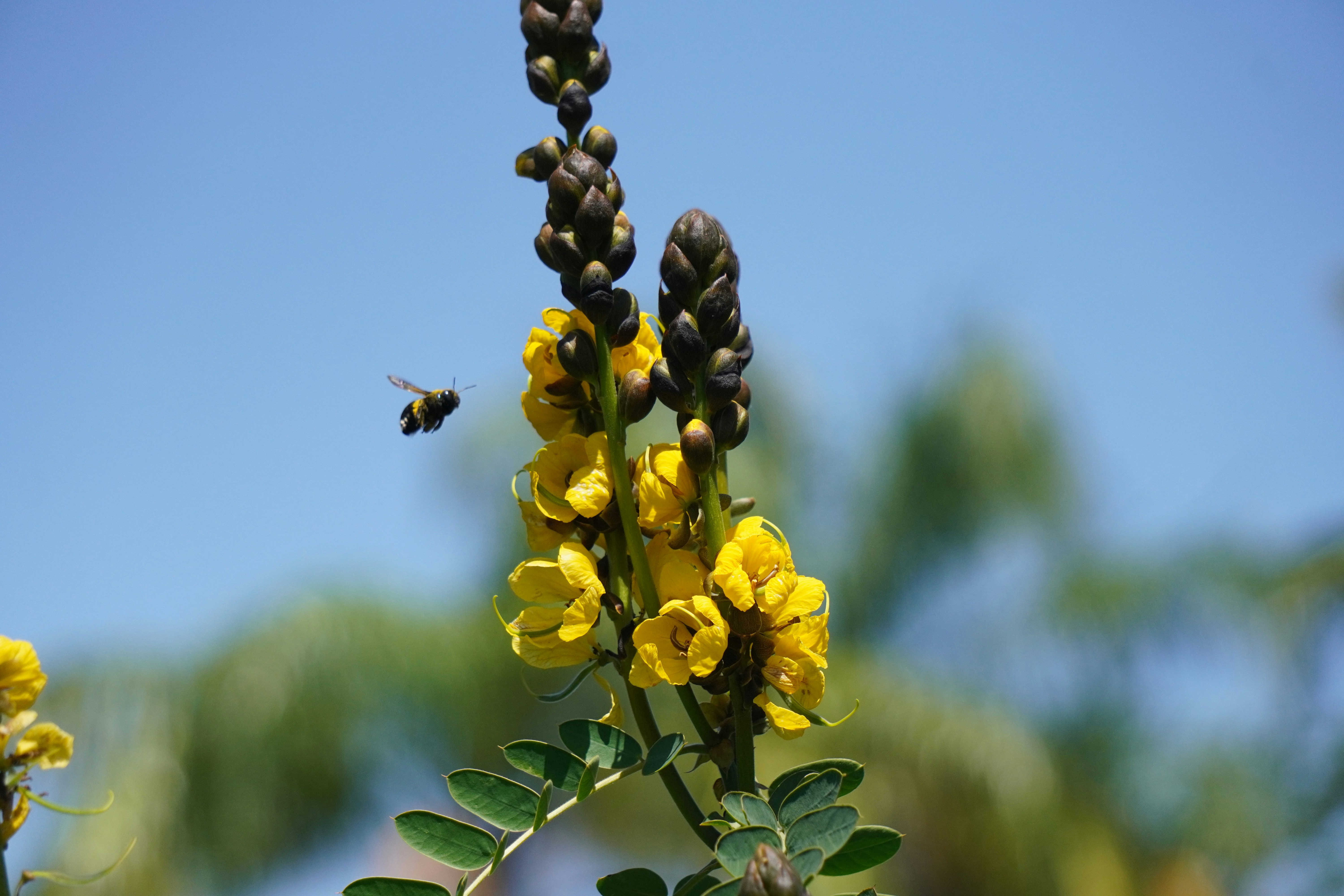 Sunlit Golden Lupine Spike: Bees Close In