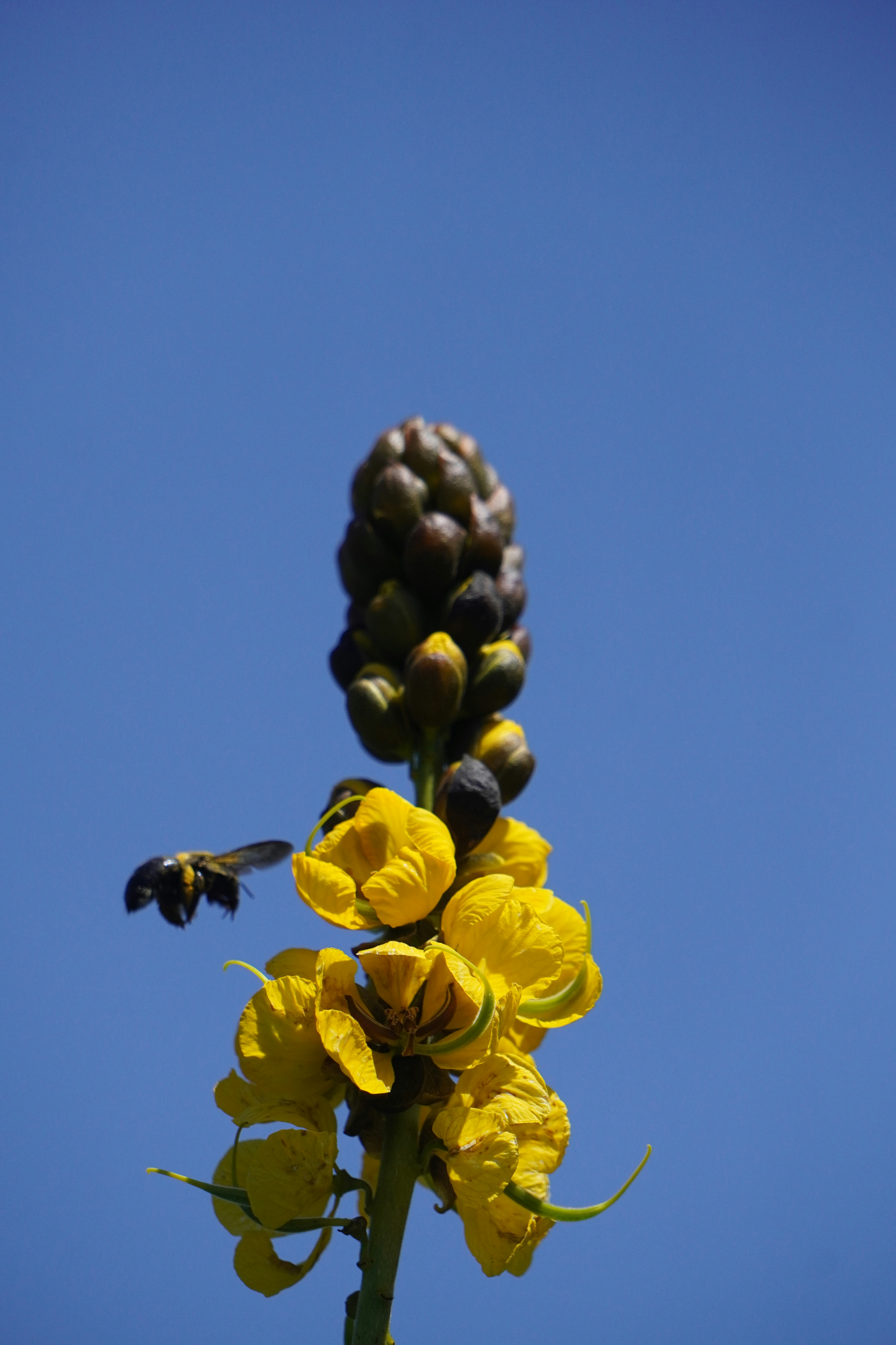 Golden Torch in a Clear Sky