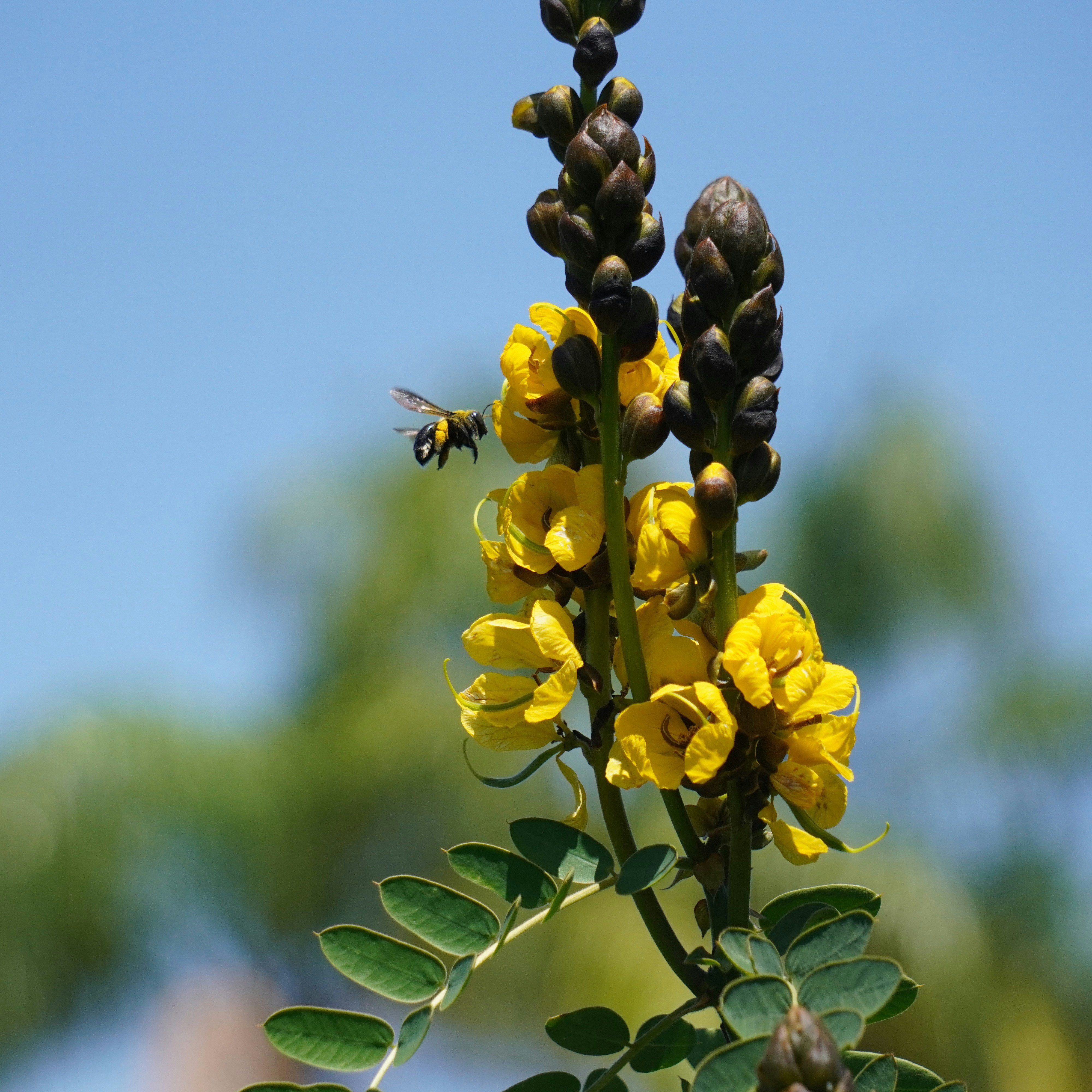 Vivid Golden Blooms and a Hovering Bee