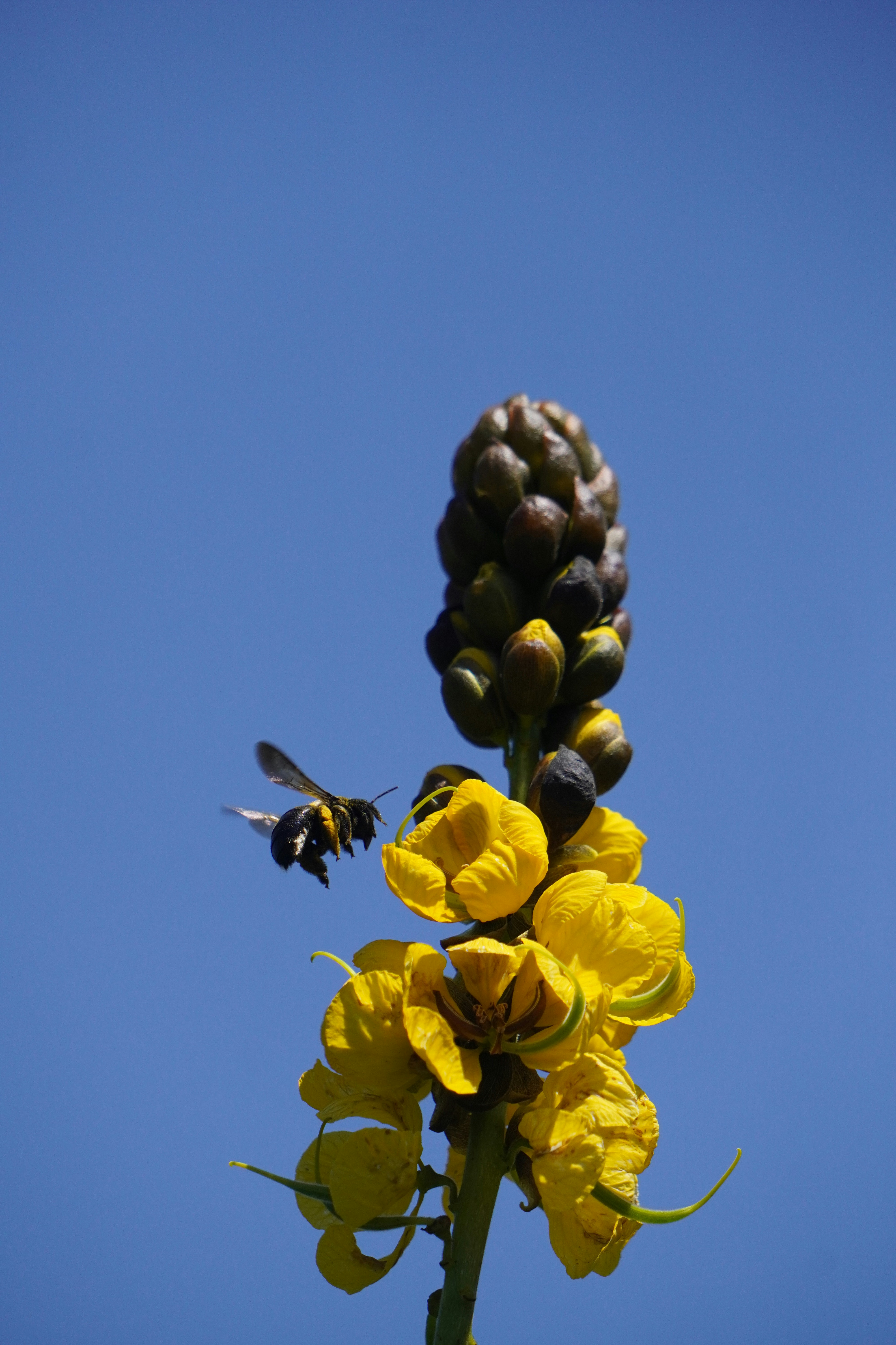 Yellow bloom under a blue sky: a bee in mid-flight