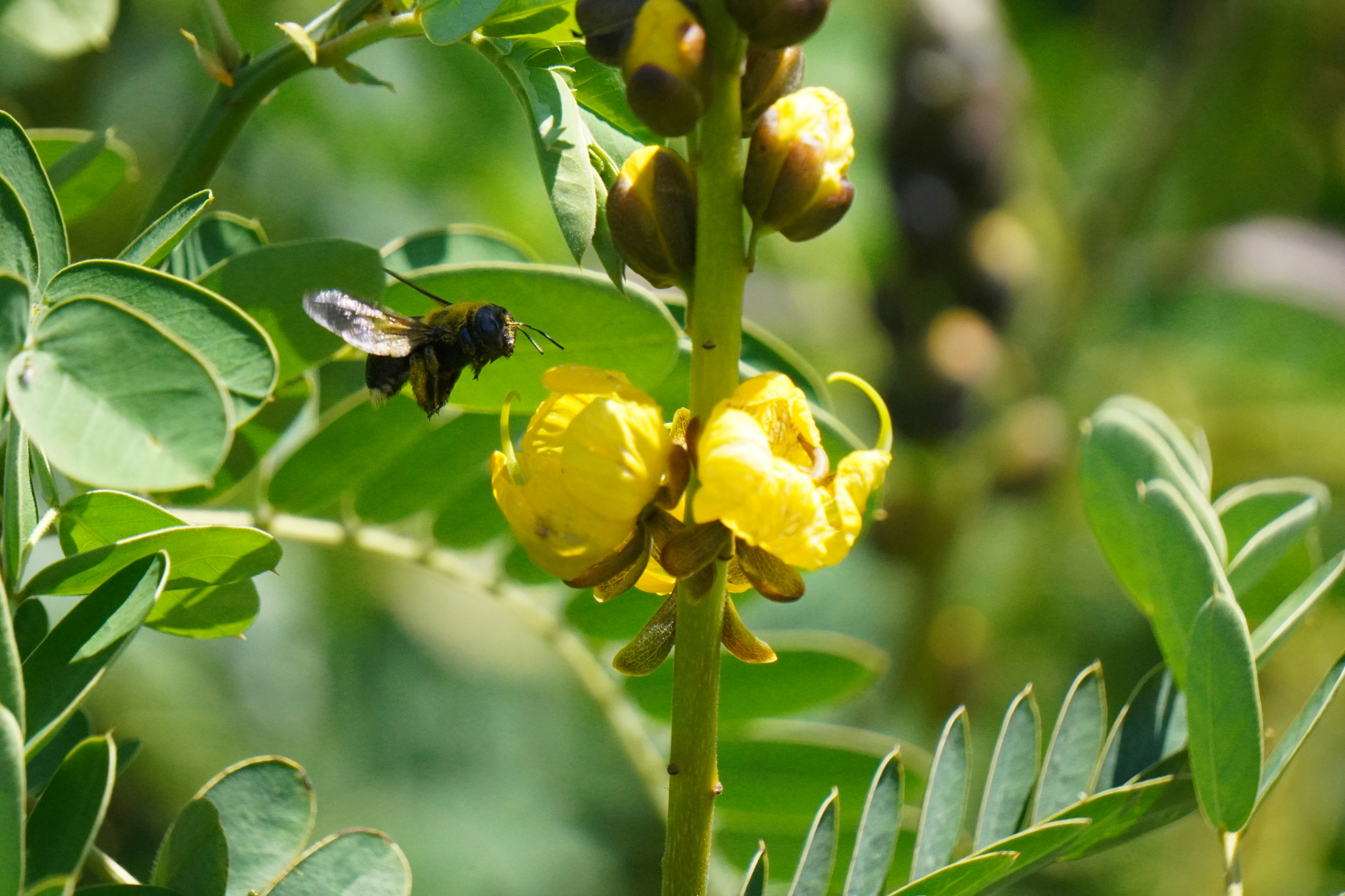 Golden bloom and busy bee: a sunlit garden moment