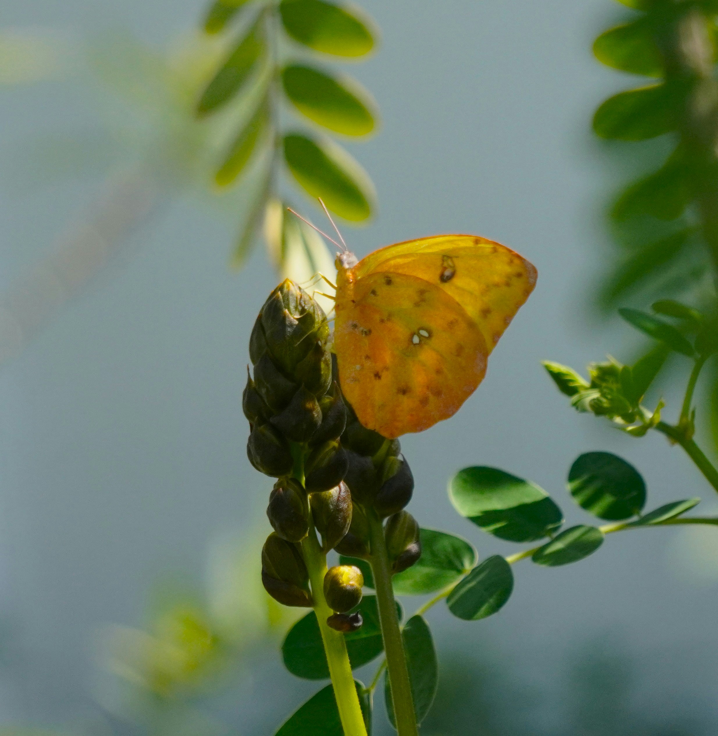 Butterfly Rest on a Sunlit Bud