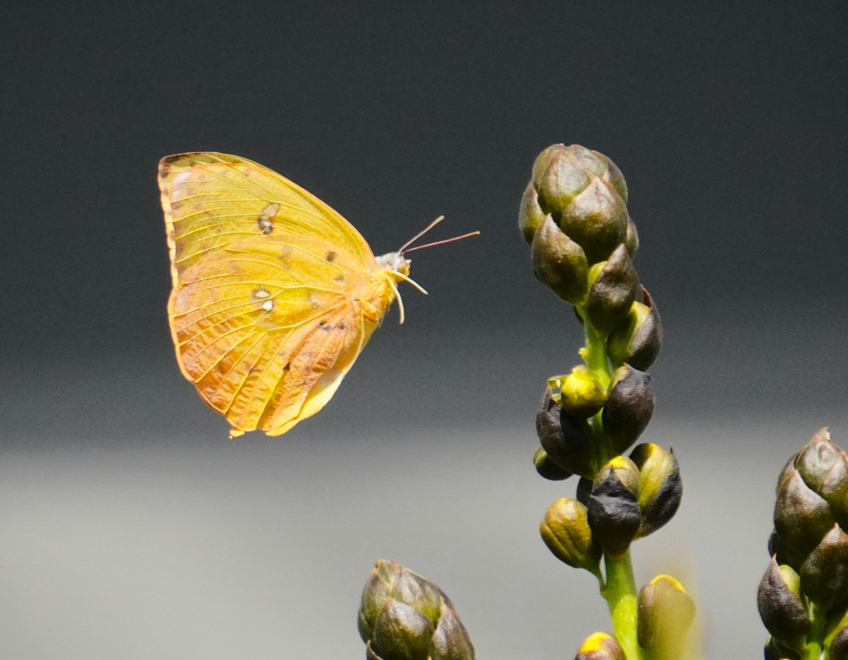 Goldwing in Flight: A Yellow Butterfly Adrift Above Buds