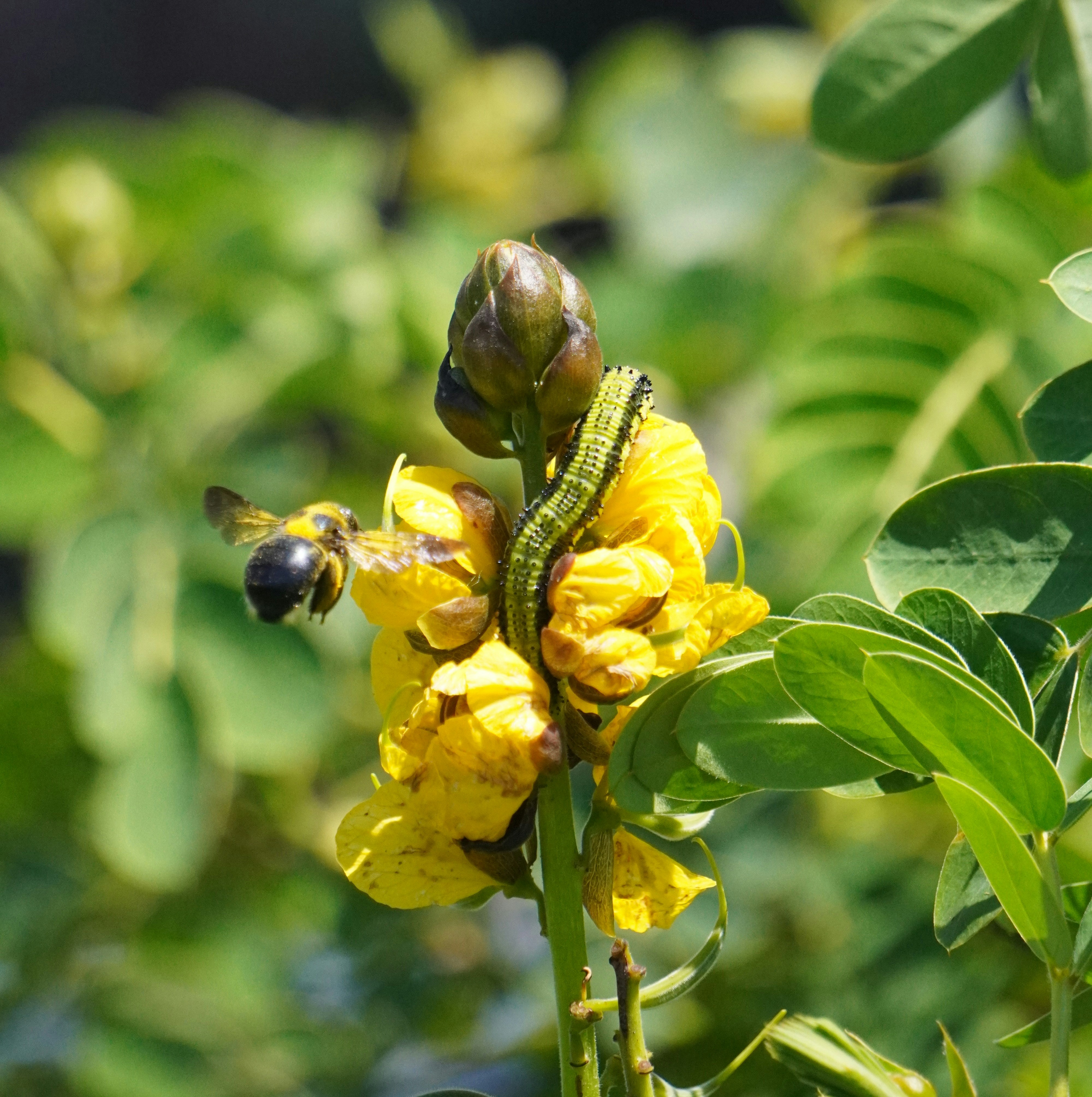 Yellow Blossom Rendezvous: A Green Lizard and Bee Among Sunlit Petals