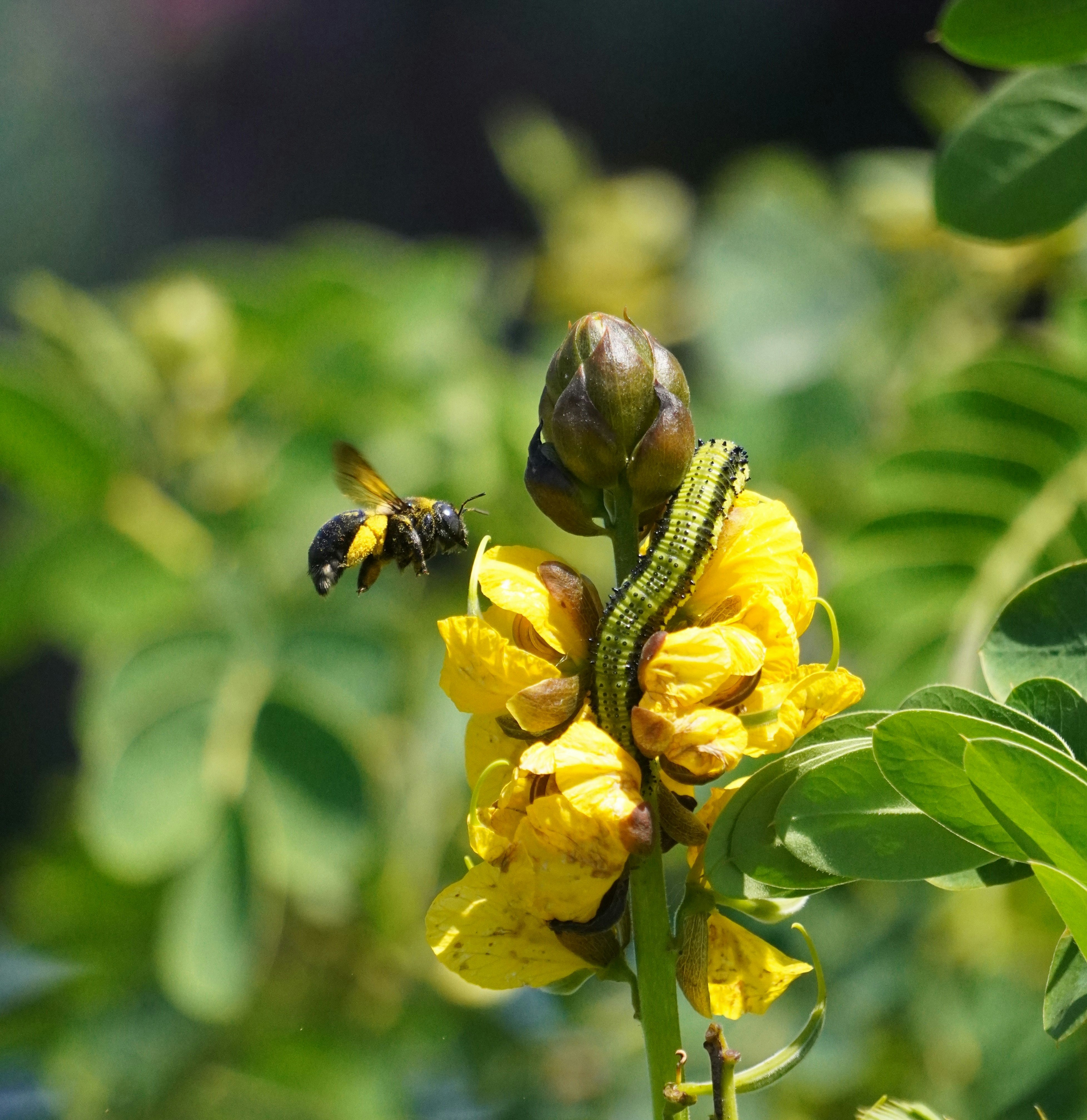 Bee and Caterpillar Duel: Yellow Bloom Under Green Vines