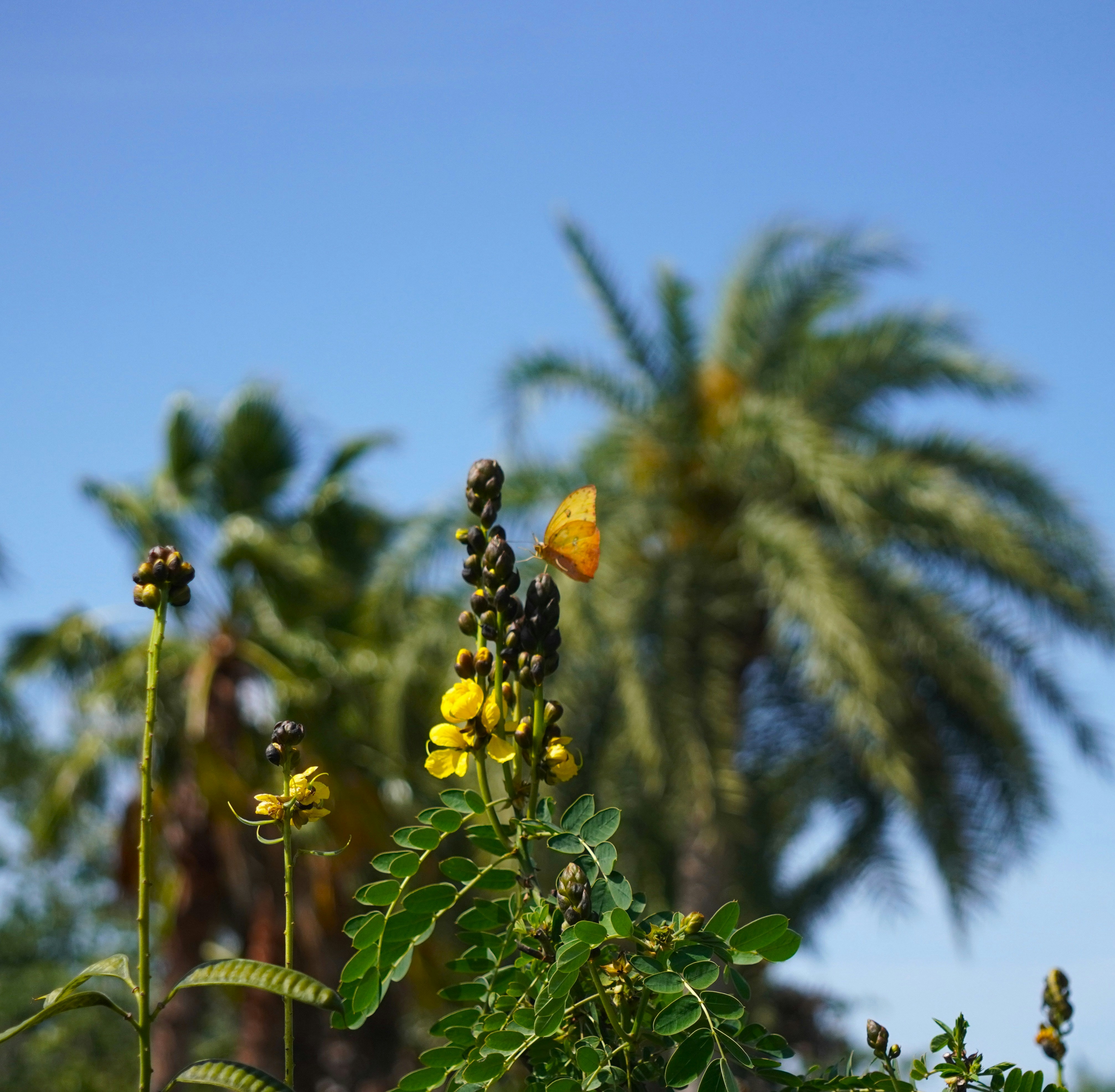 Butterfly Among Yellow Blooms Beneath a Gulf Blue Sky