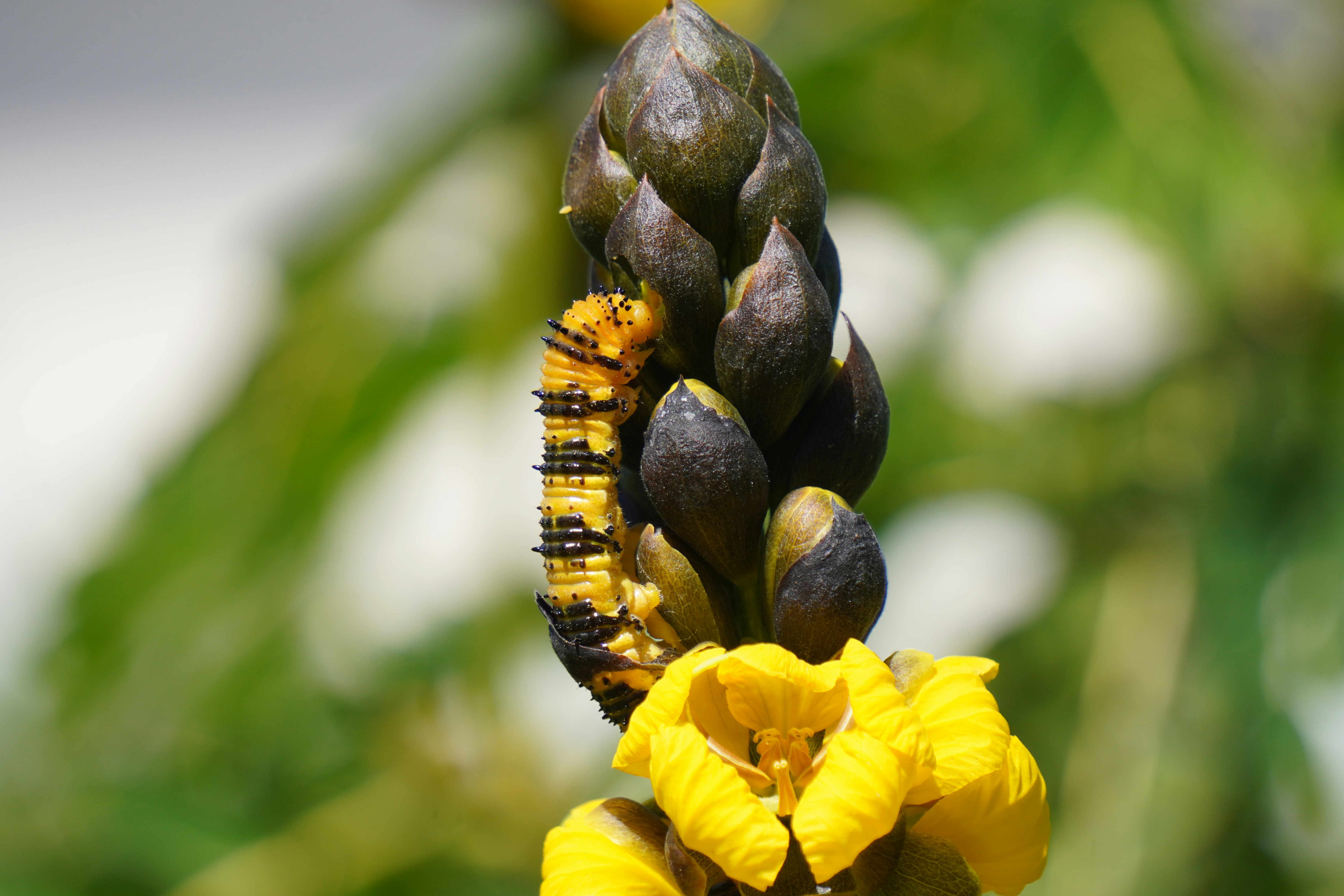 Butterfly-like Caterpillar Gripping a Bright Yellow Flower Spike