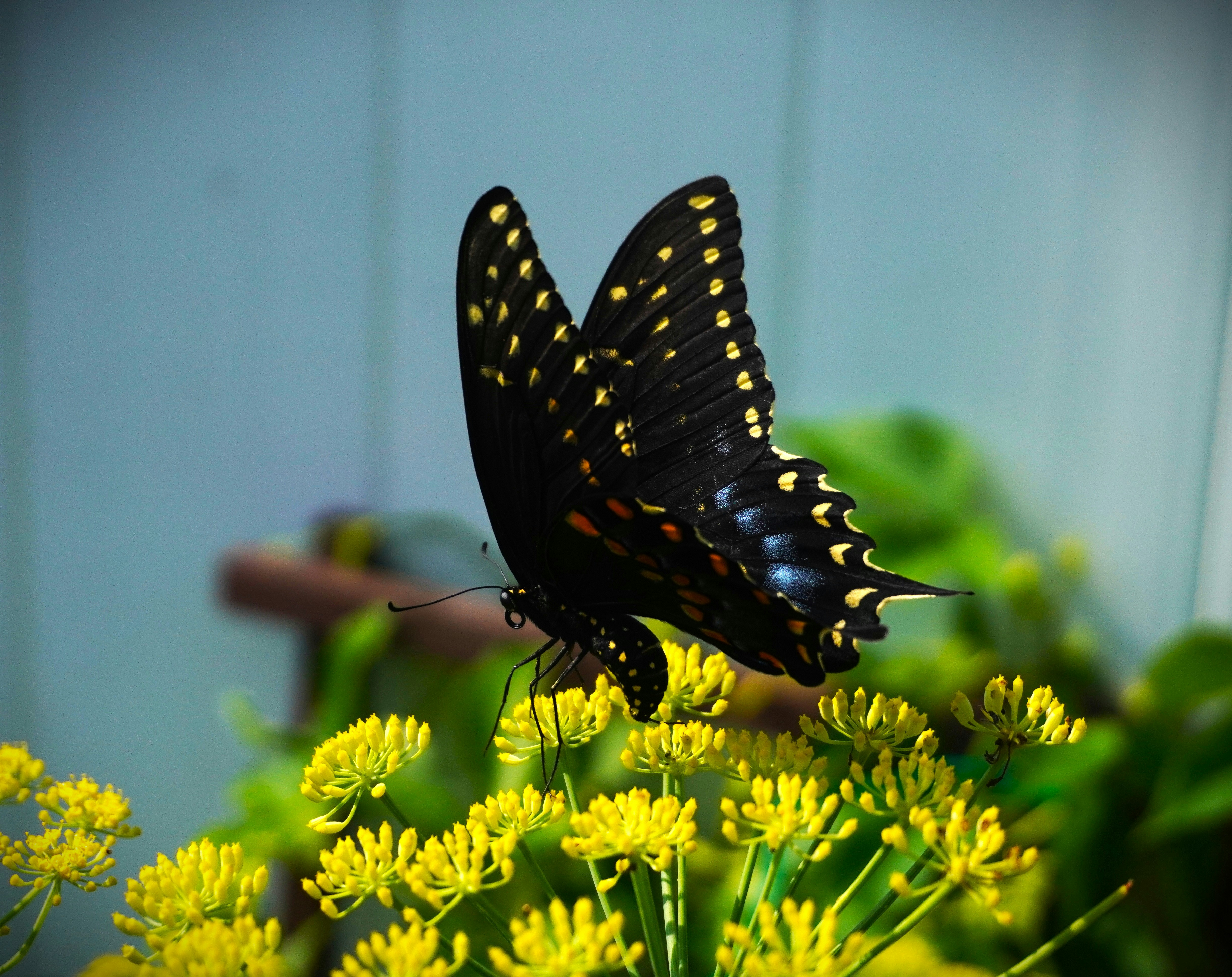 Butterfly in a Sea of Yellow: A Moment of Flight Amid Wildflowers