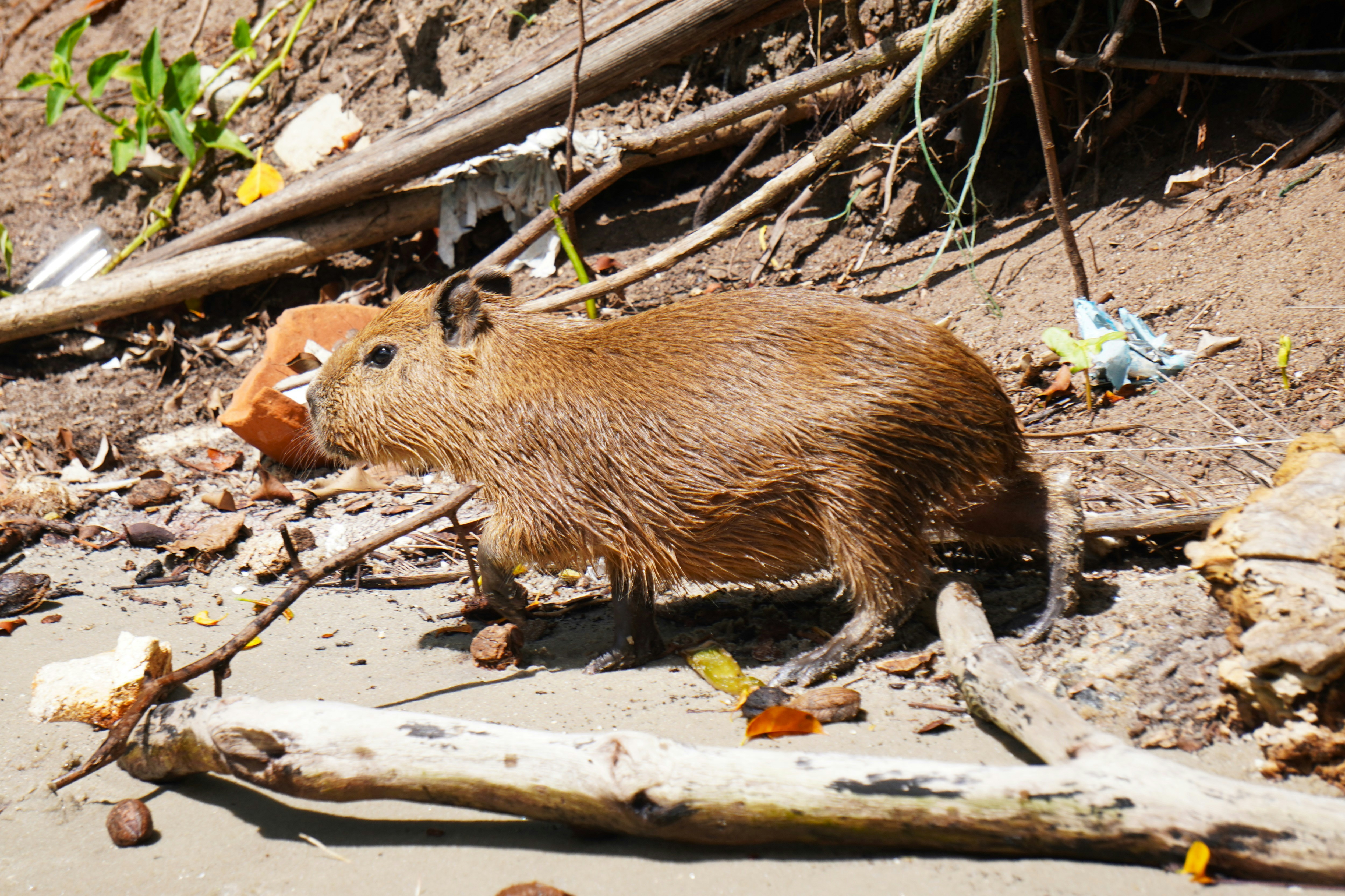 Rogue Snack and Composed Paw: A Capybara Foraging in Debris