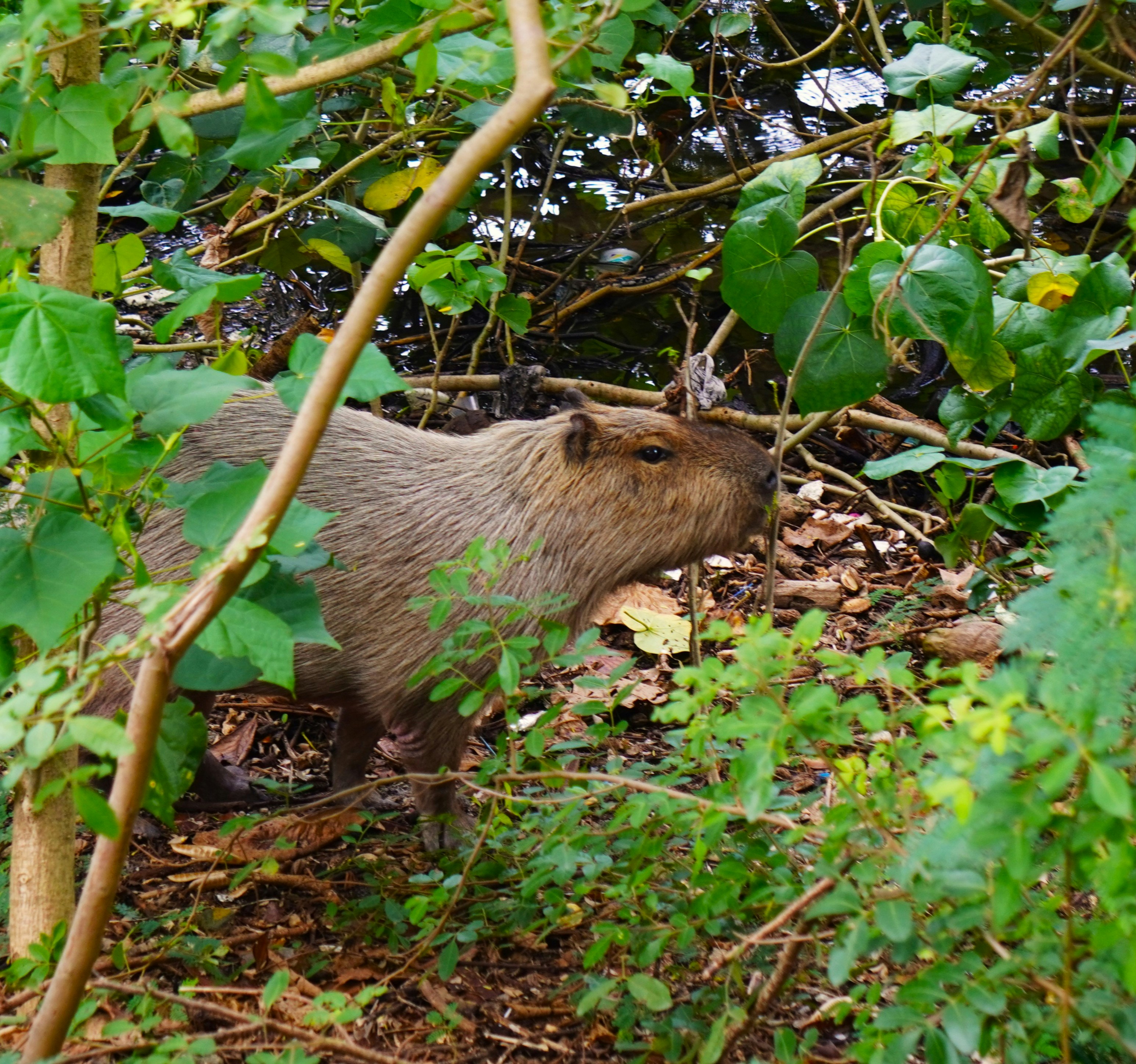 Hidden Pathways: A Nutria Sniffing Through Dense Underbrush