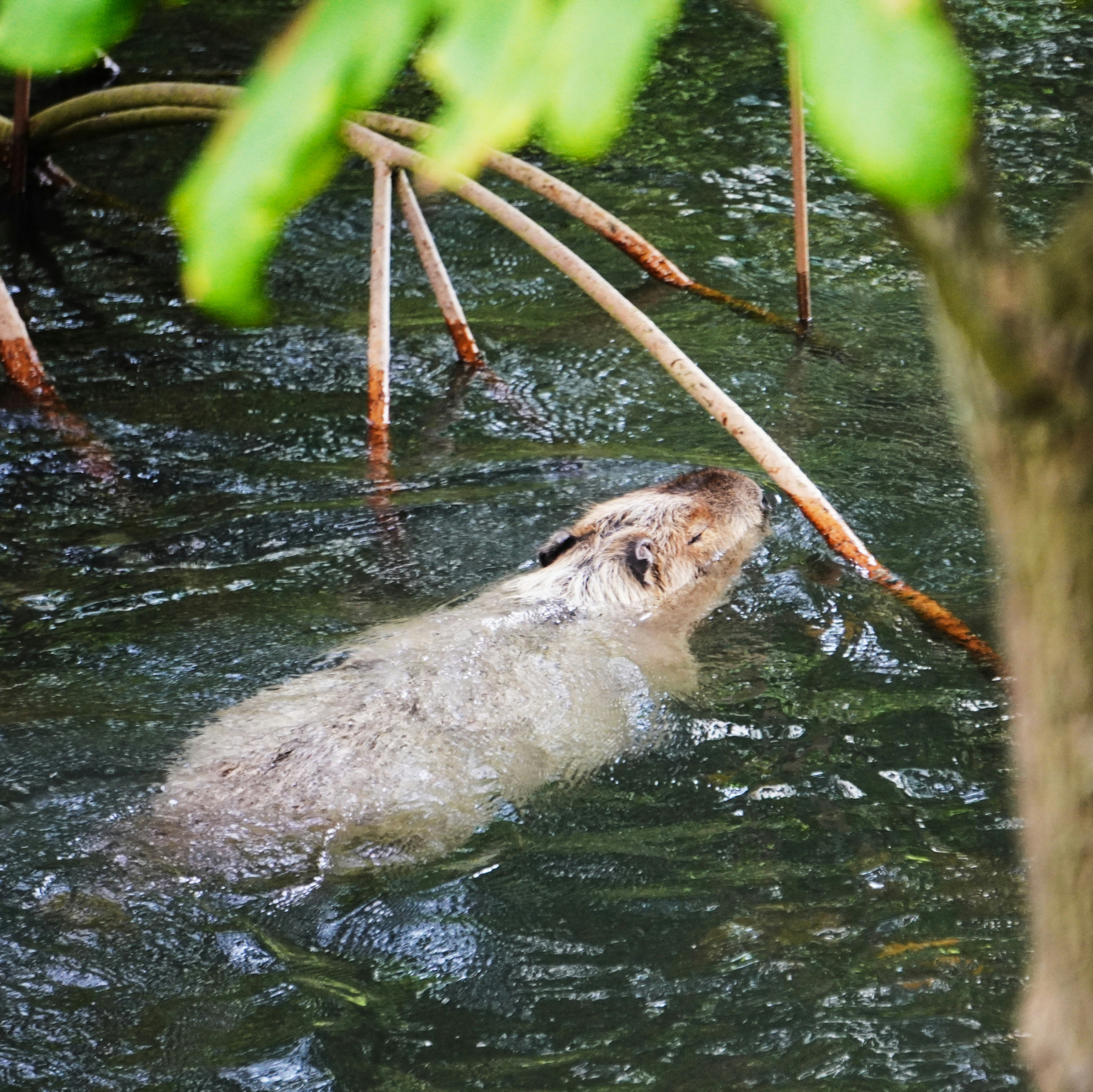 Riverbank Enigma: A Beavers' Soak in Dappled Light