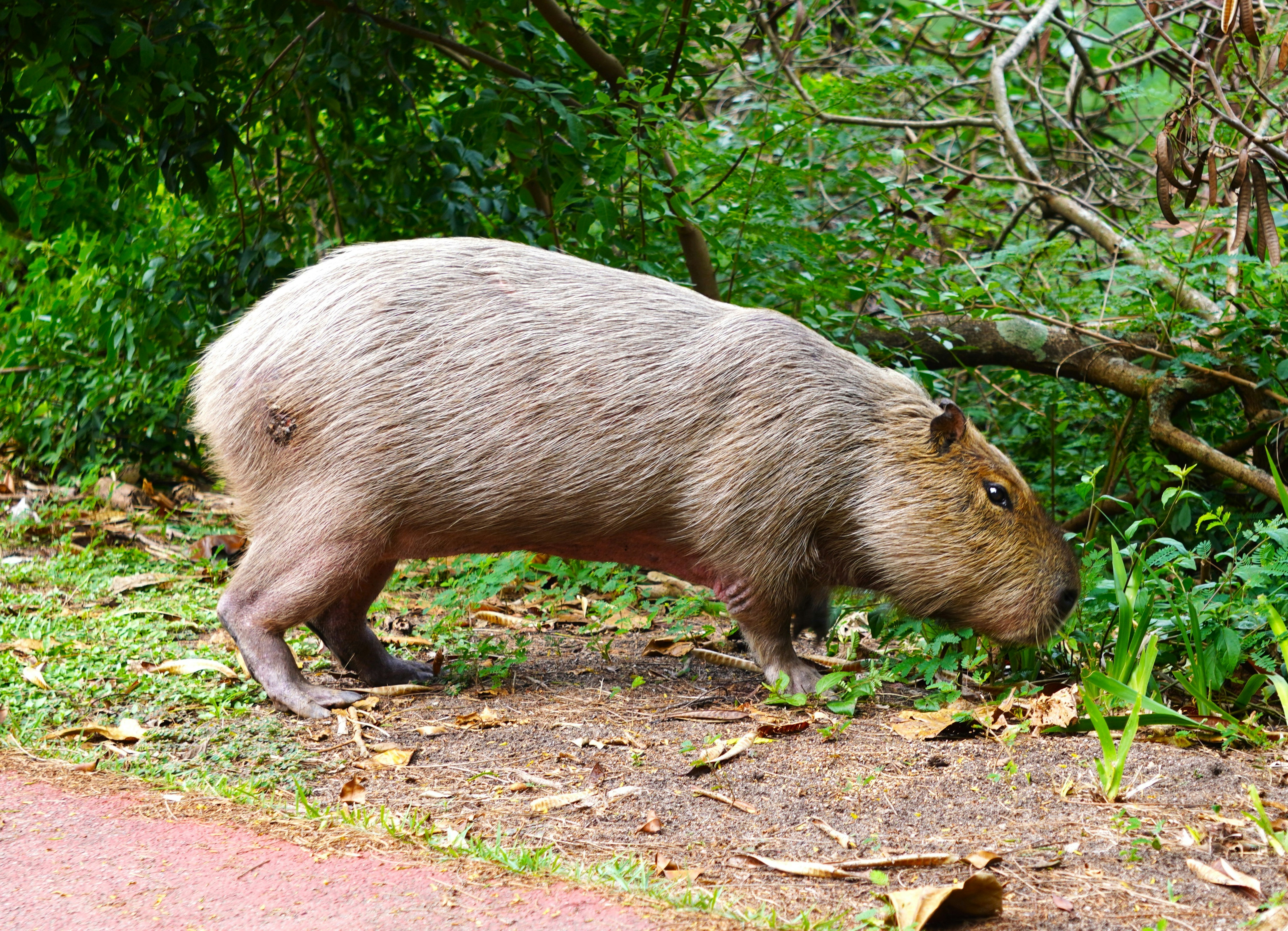 Ground-Level Forager: Wild Boar at Edge of Greenery