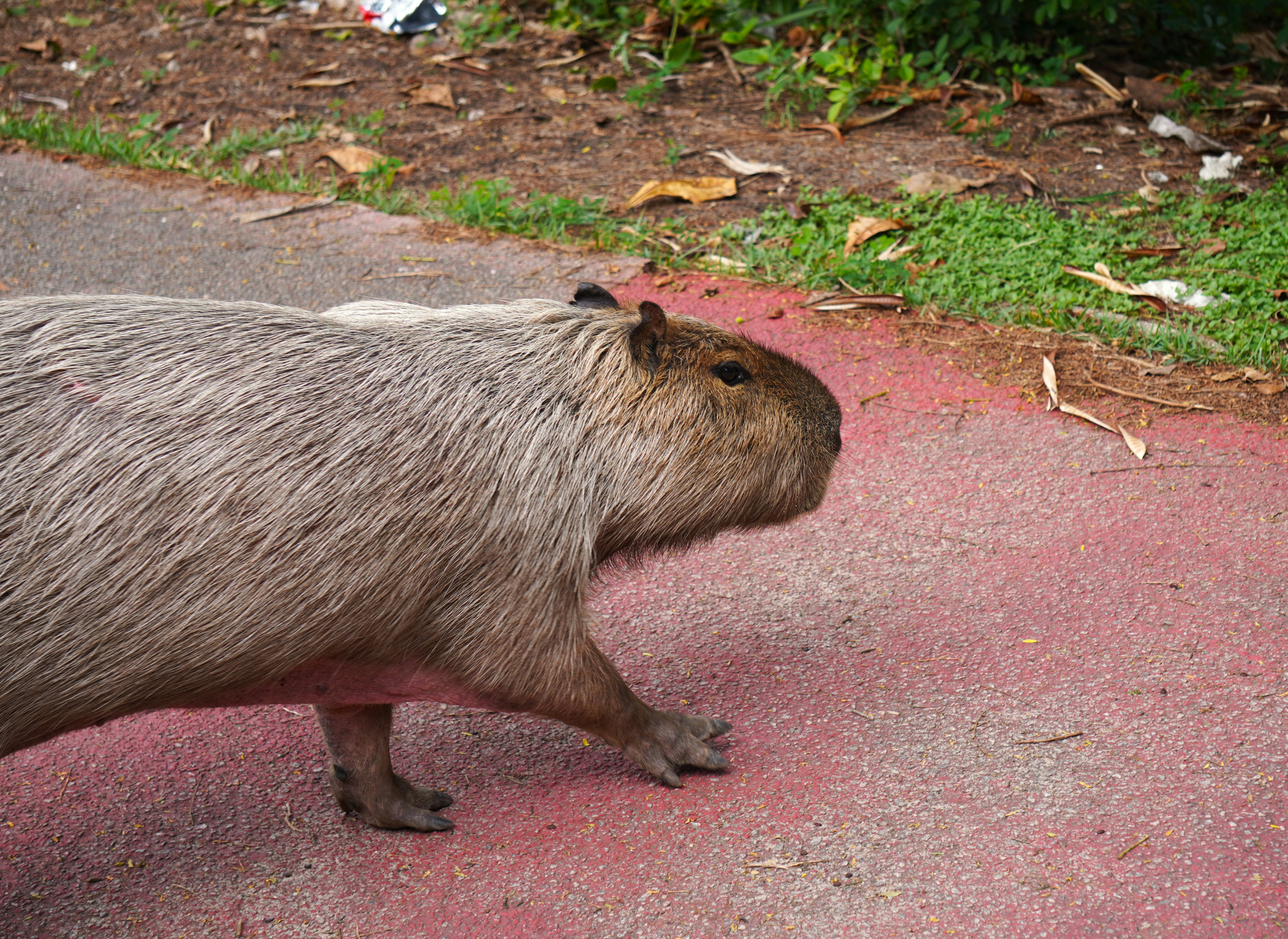 Low-angle Stroll: Capybara on a Red Path
