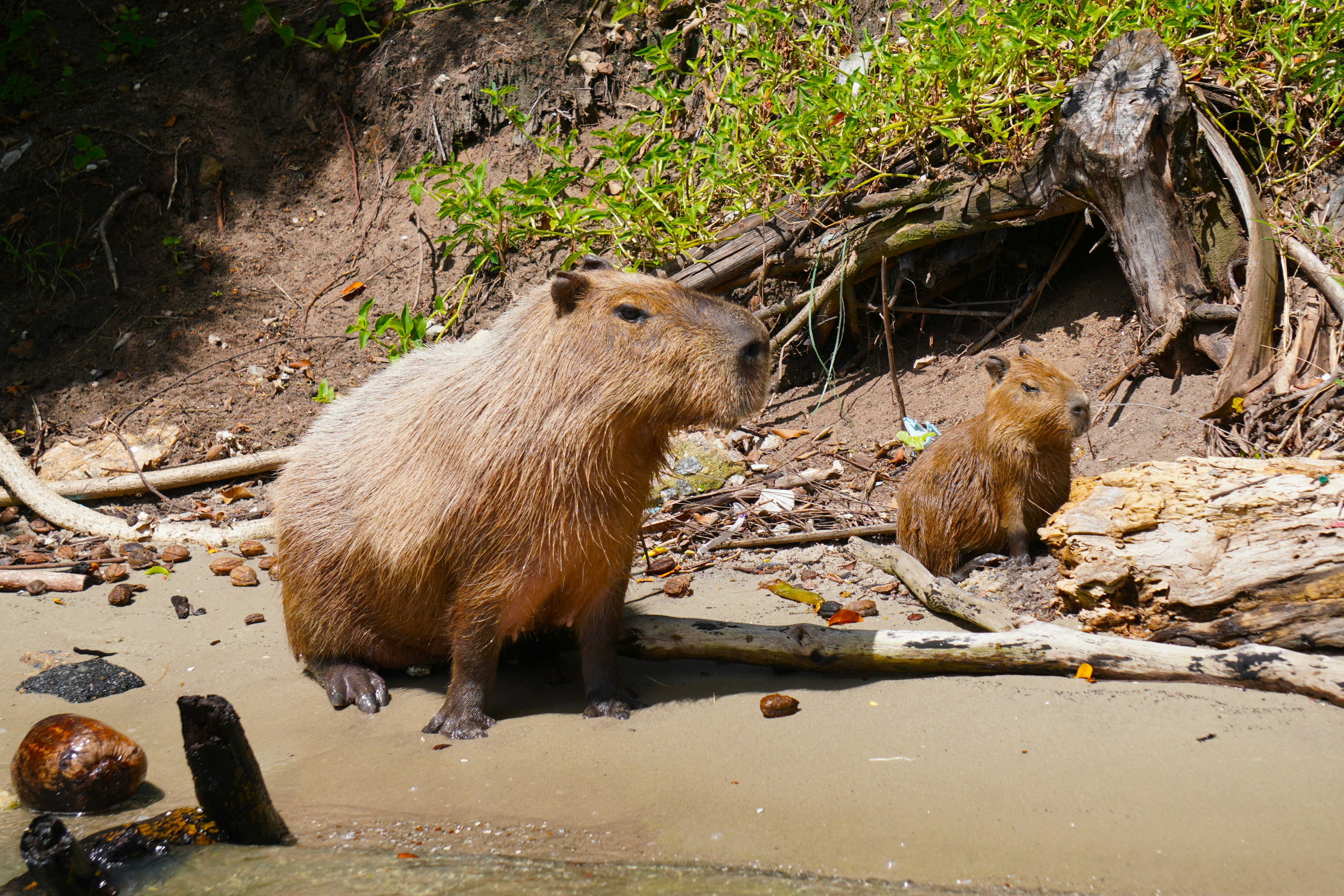 Two capybaras on a muddy riverside with driftwood