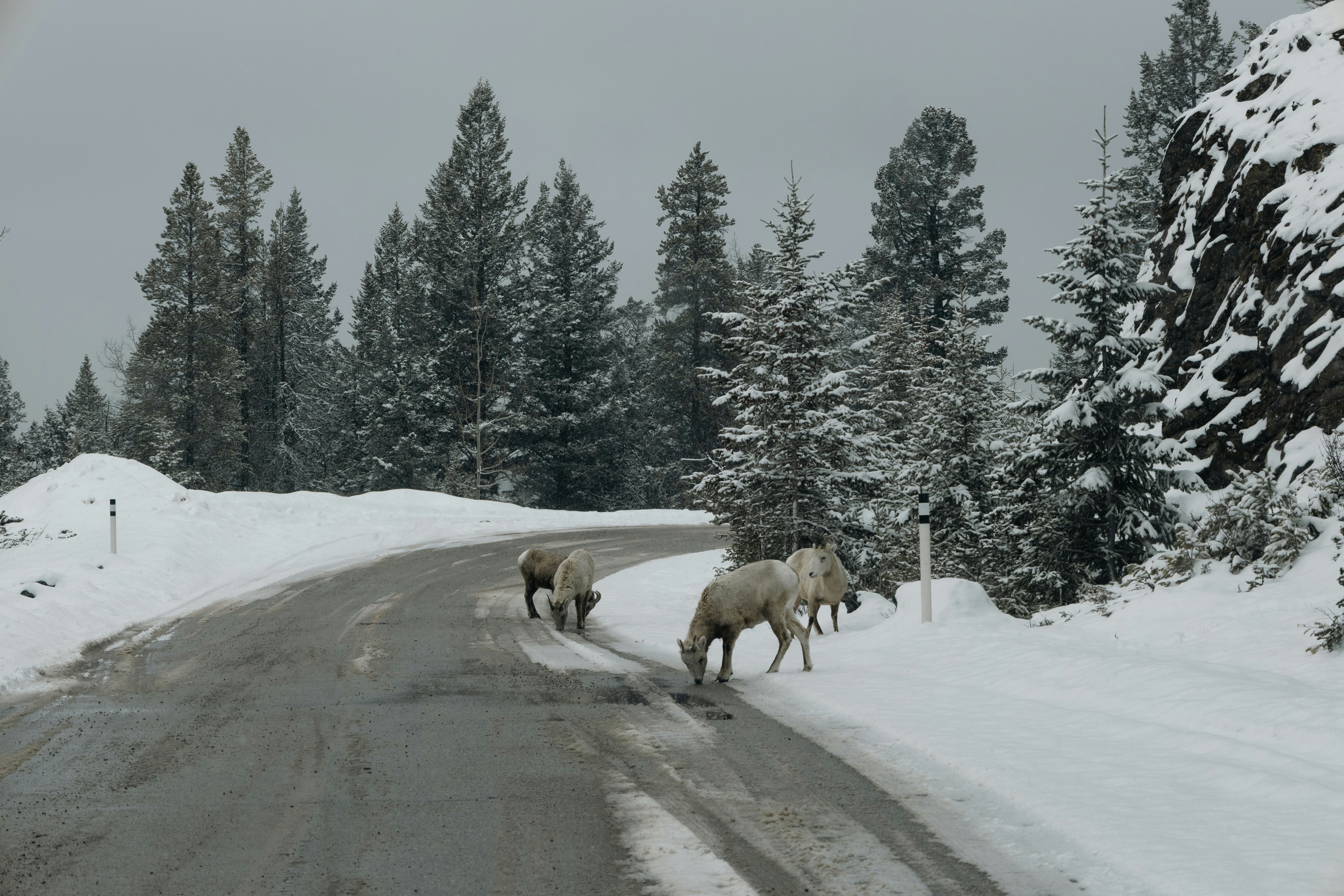Three Bales on a Snow-Coated Road