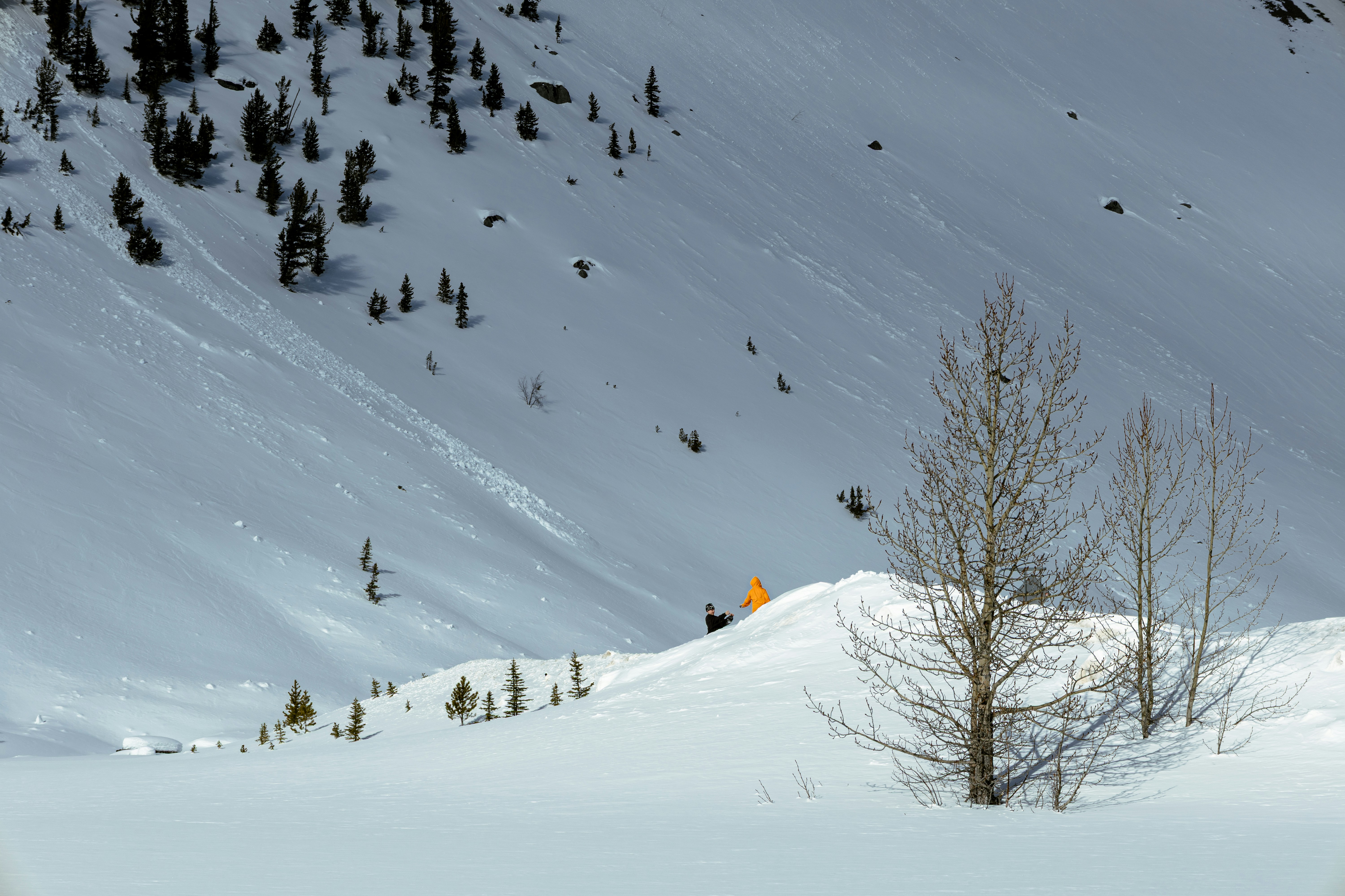 Orange-clad hiker on a snowy ridge under a sparse grove