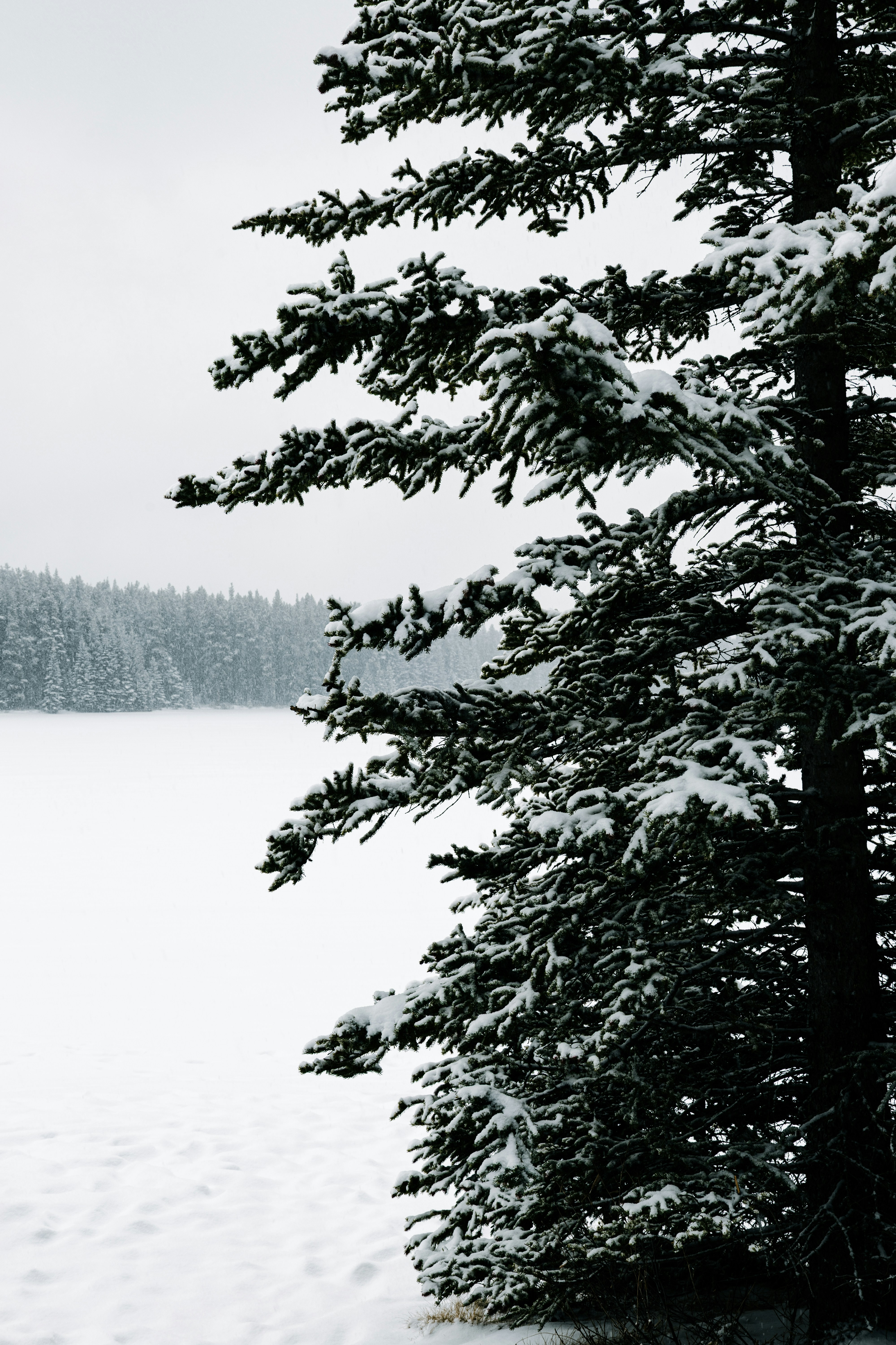 Snow-kissed Pine Silhouette by a Quiet Lake