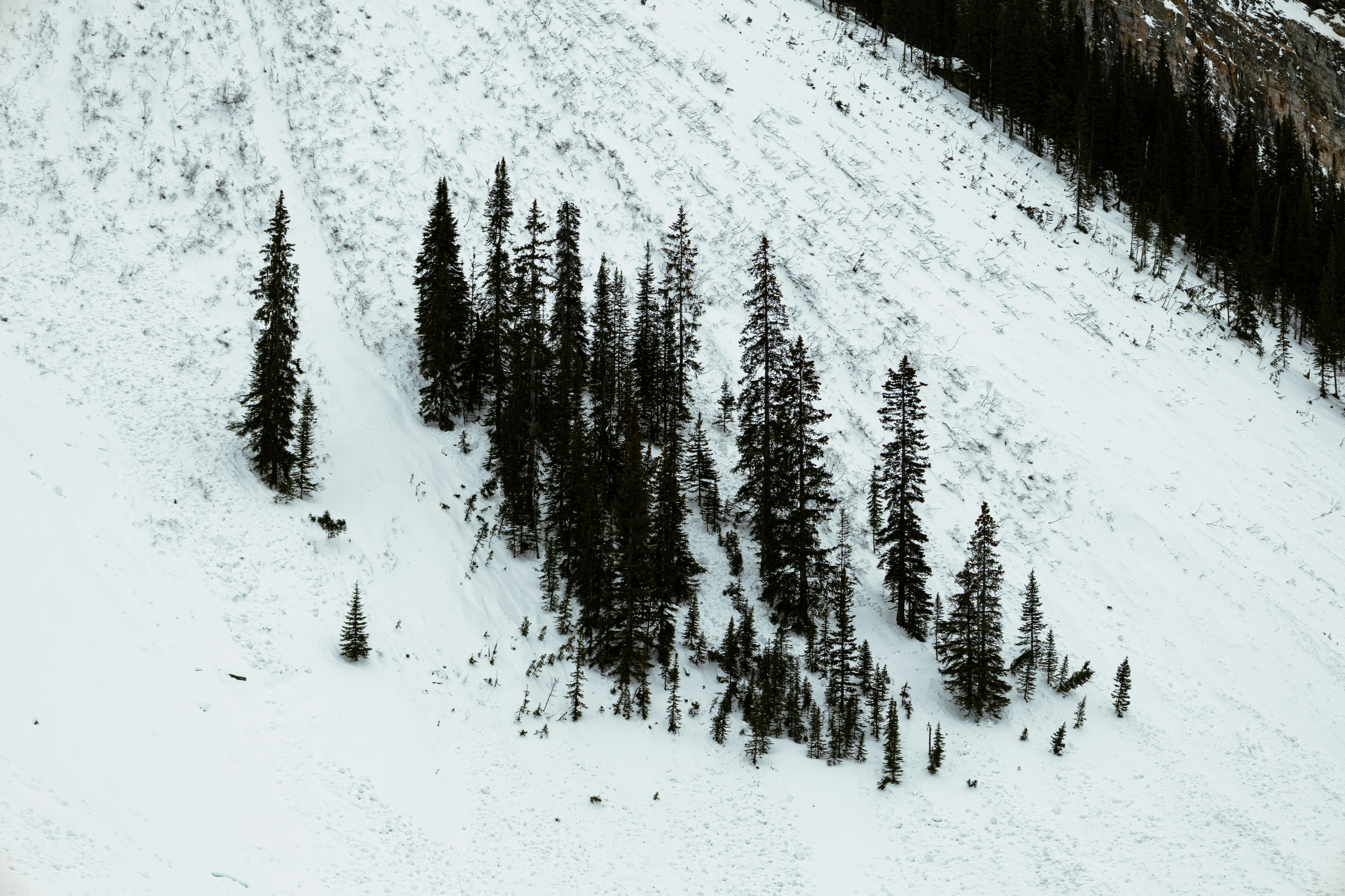Winter silhouette: pines tracing a snowy hillside