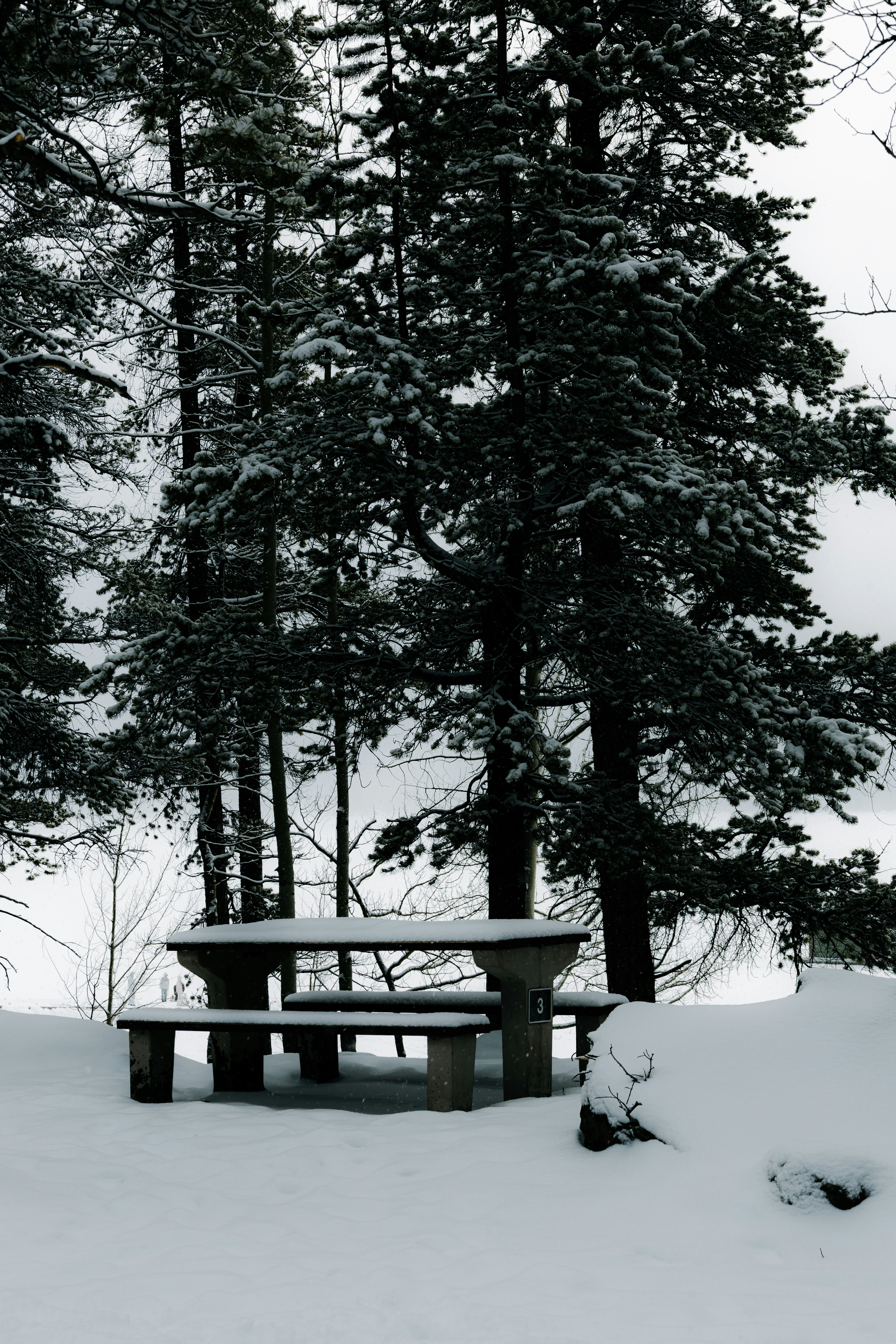 Snowbound Clearing: A Quiet Picnic Bench beneath Pines