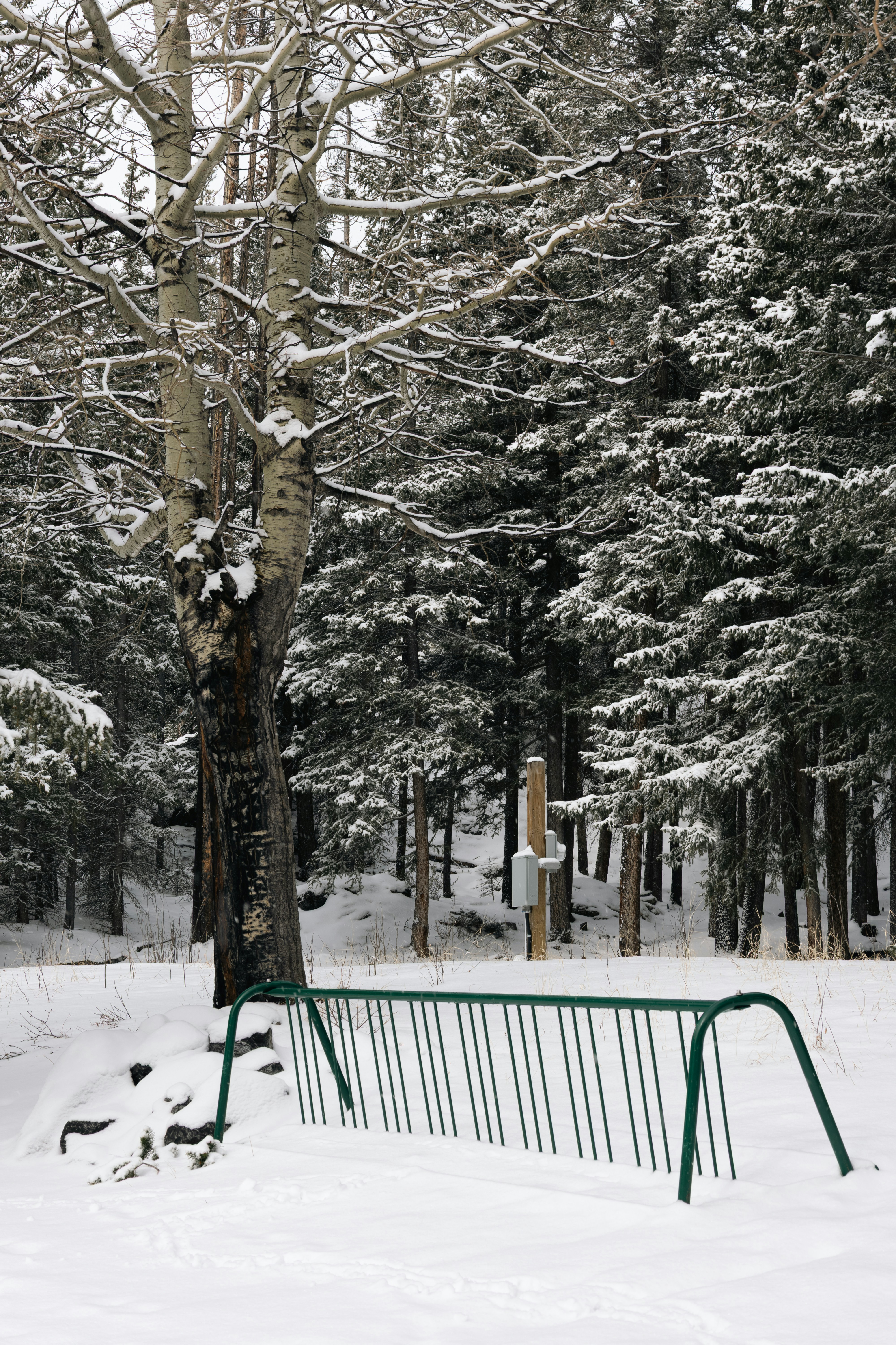 Snowy Park Remnant: A Quiet Barrier Against Winter Silence