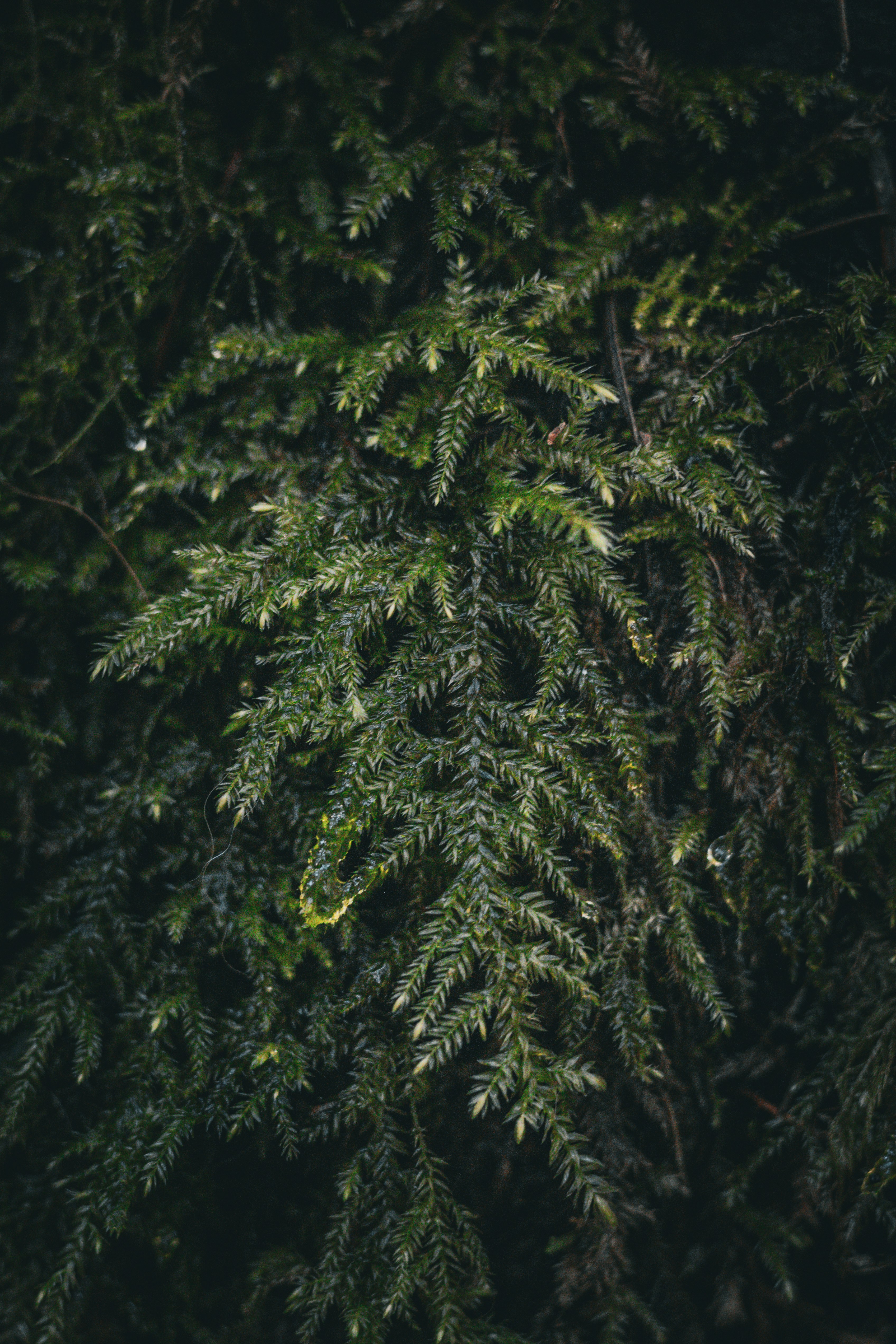 Verdant Cascade: Close-up of Needle-like Foliage in Quiet Shade