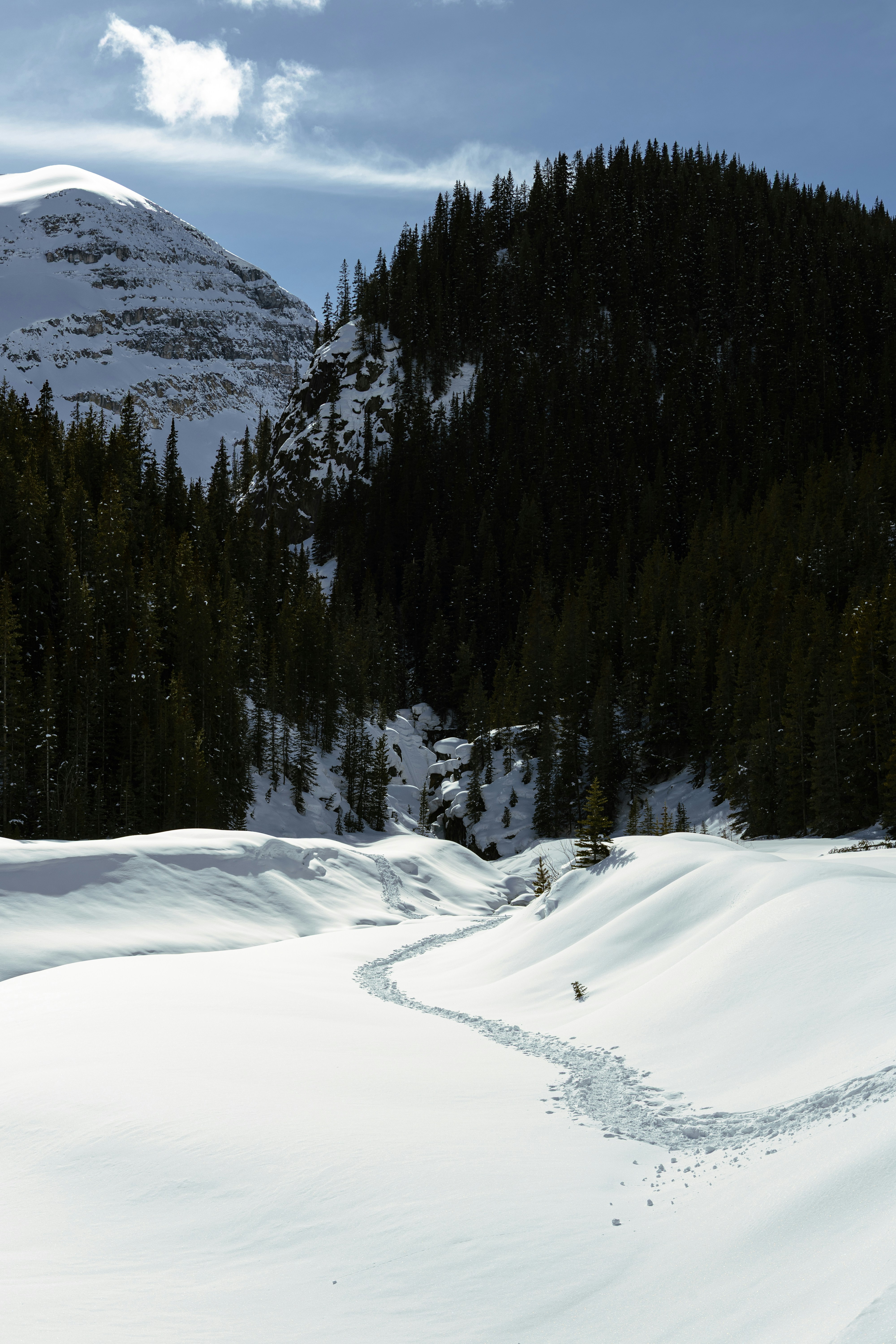 Snowbound Path Through the Pines