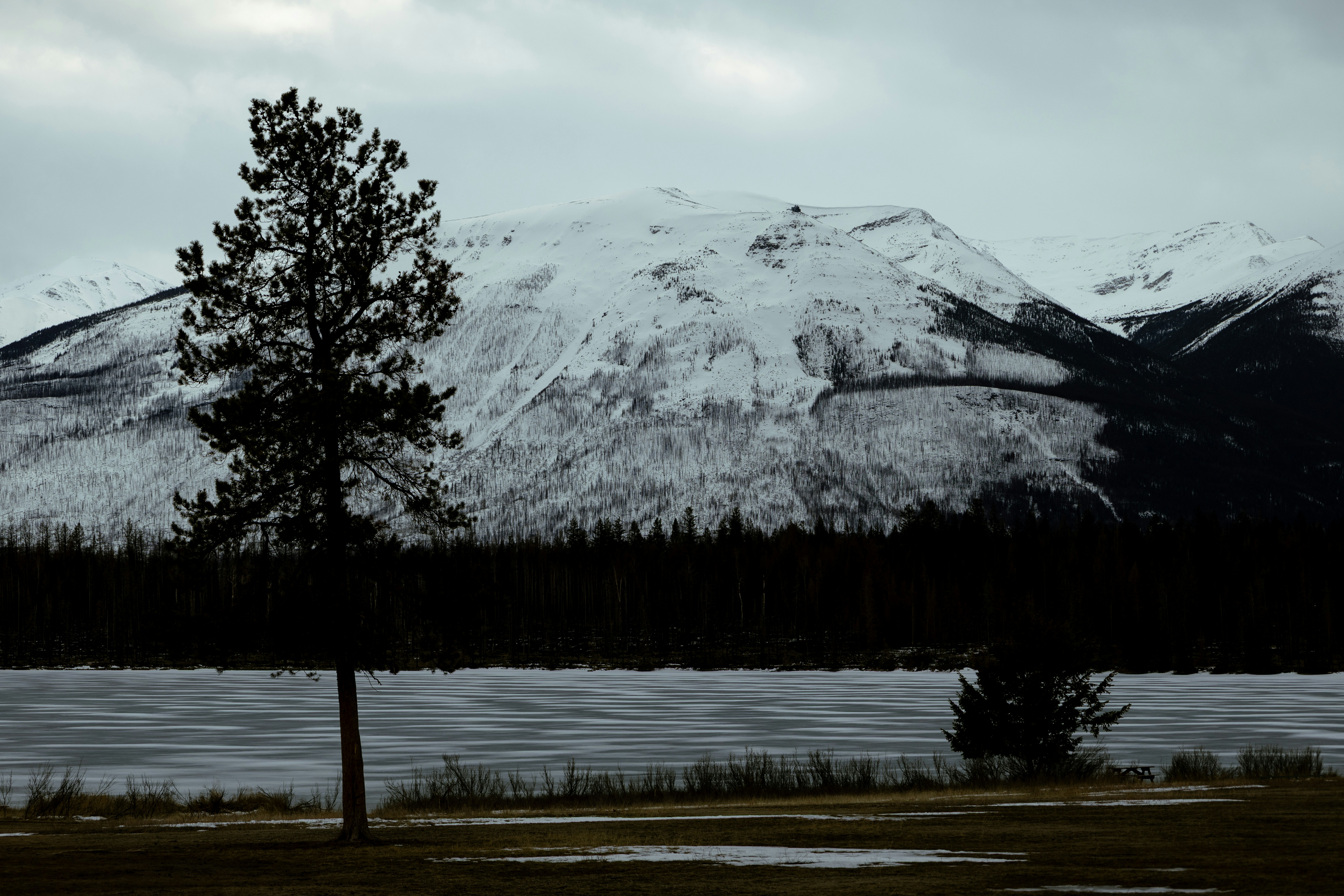 Lone Tree Before Snowbound Range