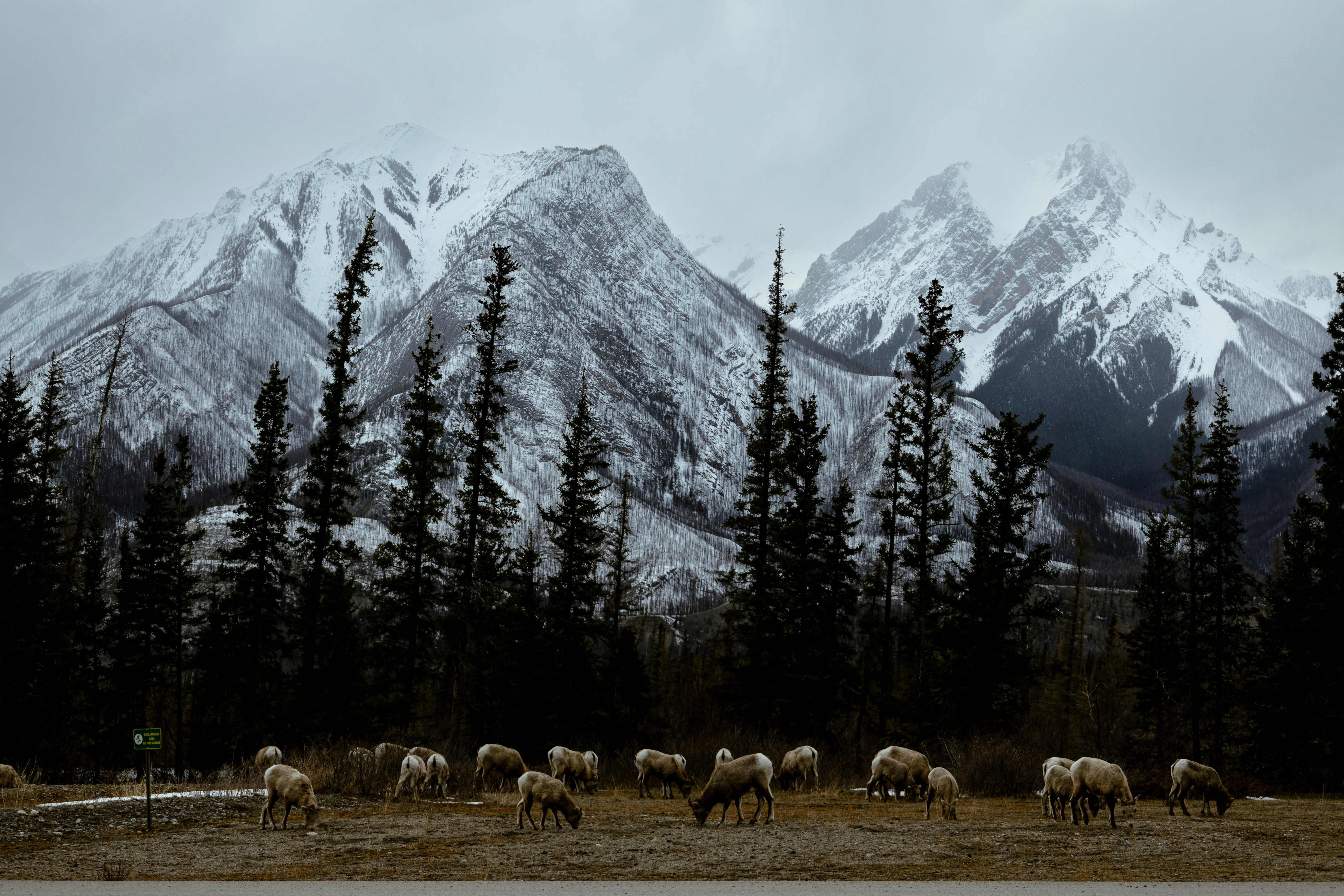 Sheep in the Shadow of Silent Peaks