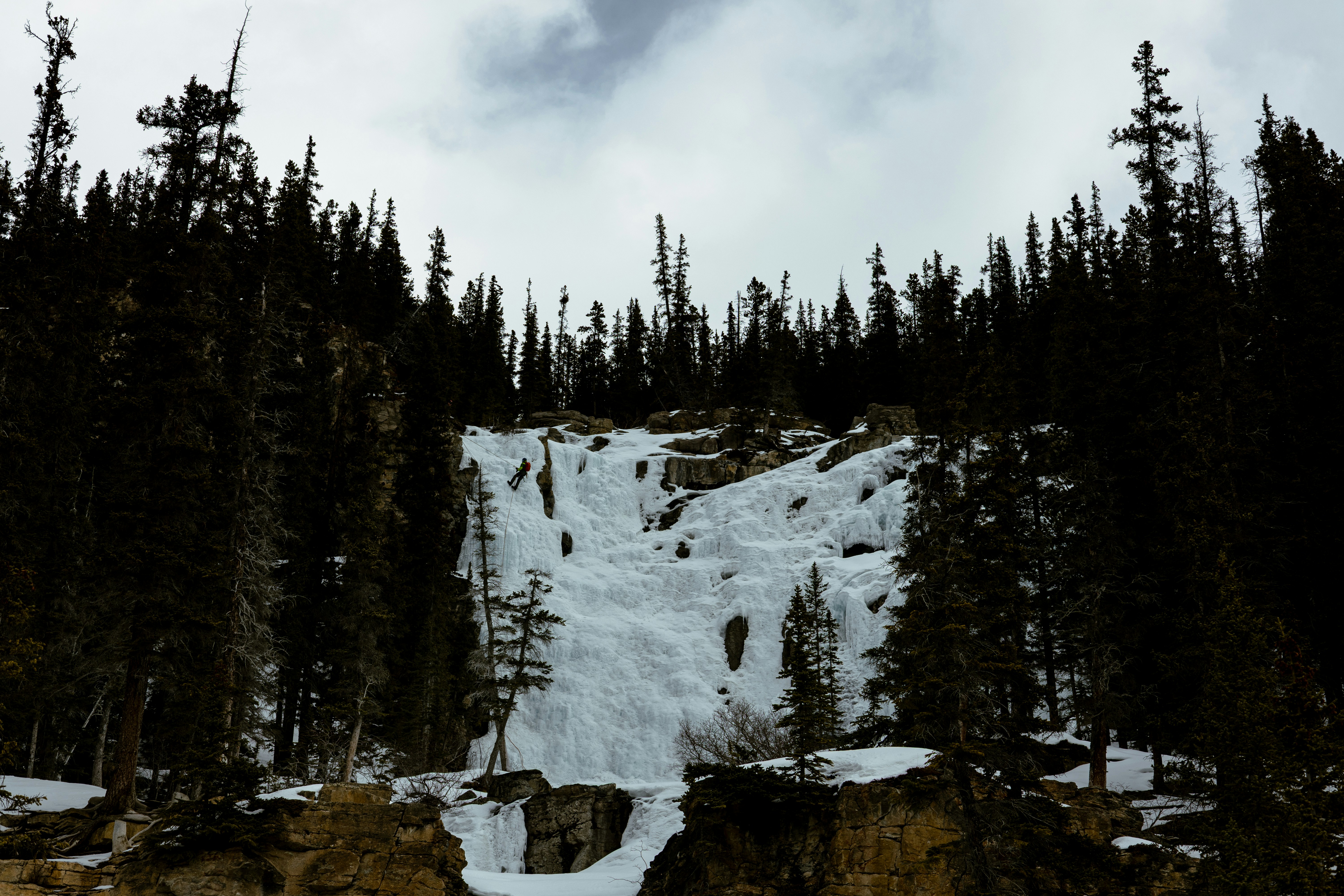 Snow Veil Through the Pines