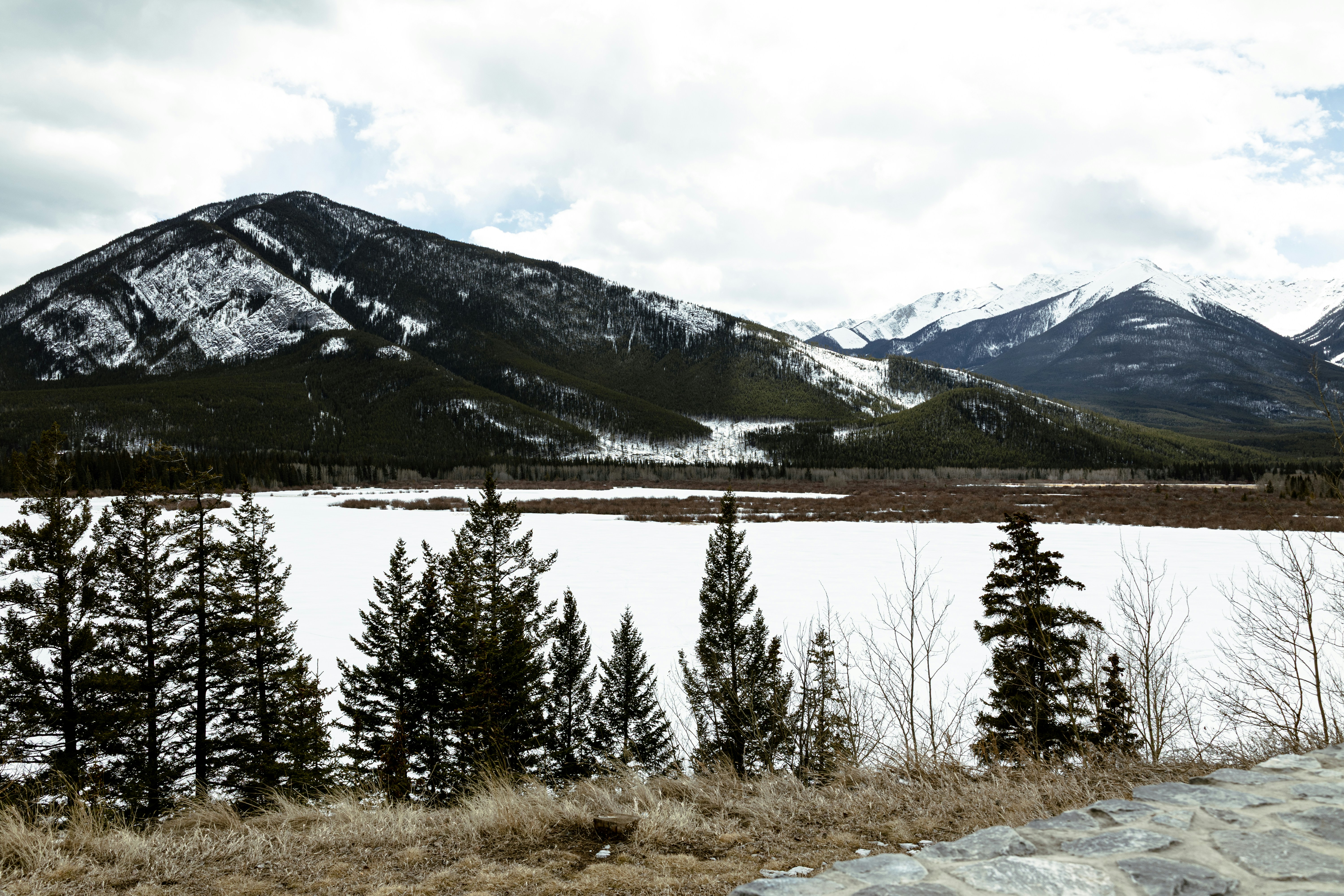 Snow-Dusted Peaks Over Needle-Rowed Pines