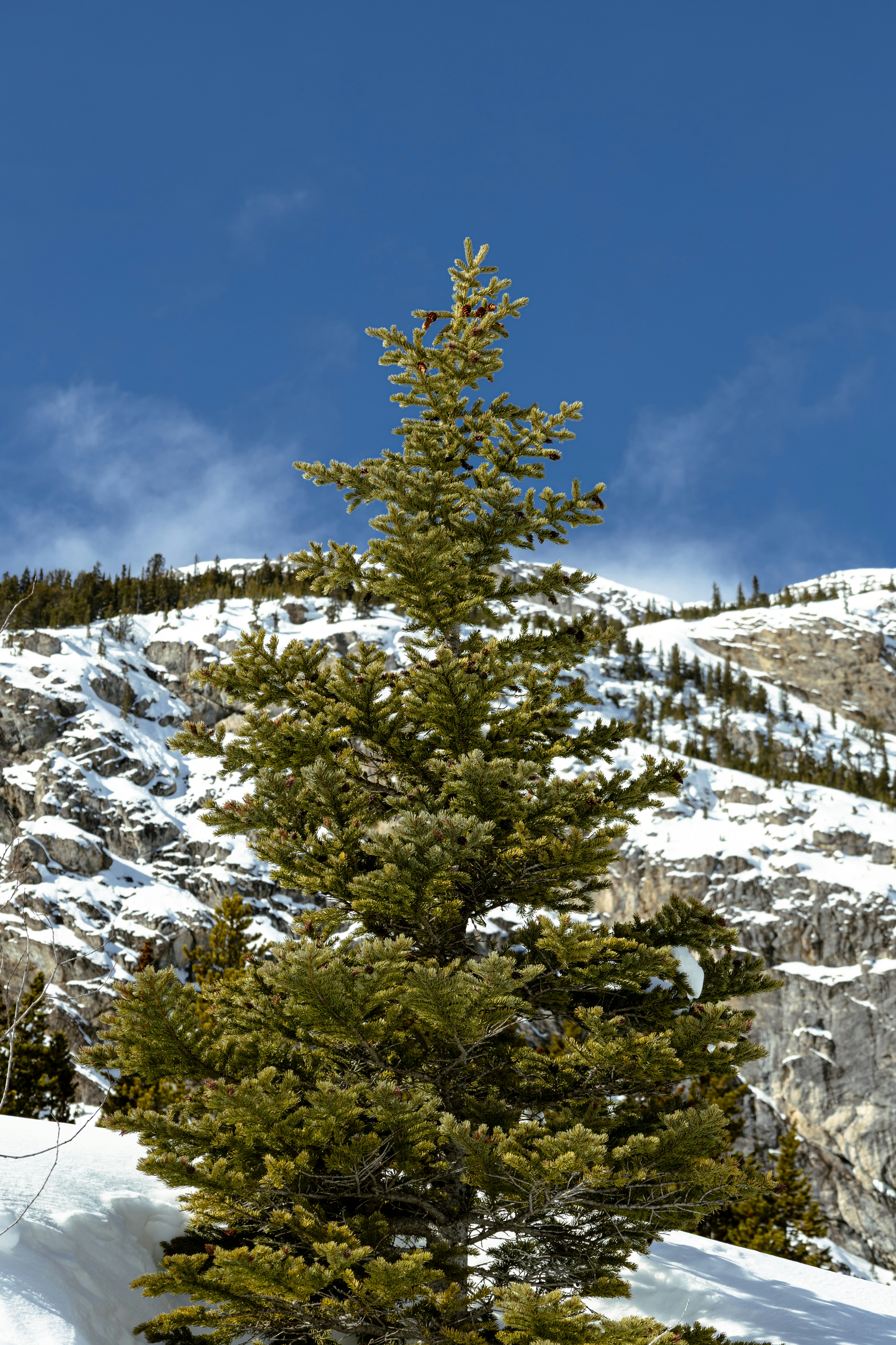 Snowbound Spruce in Alpine Light