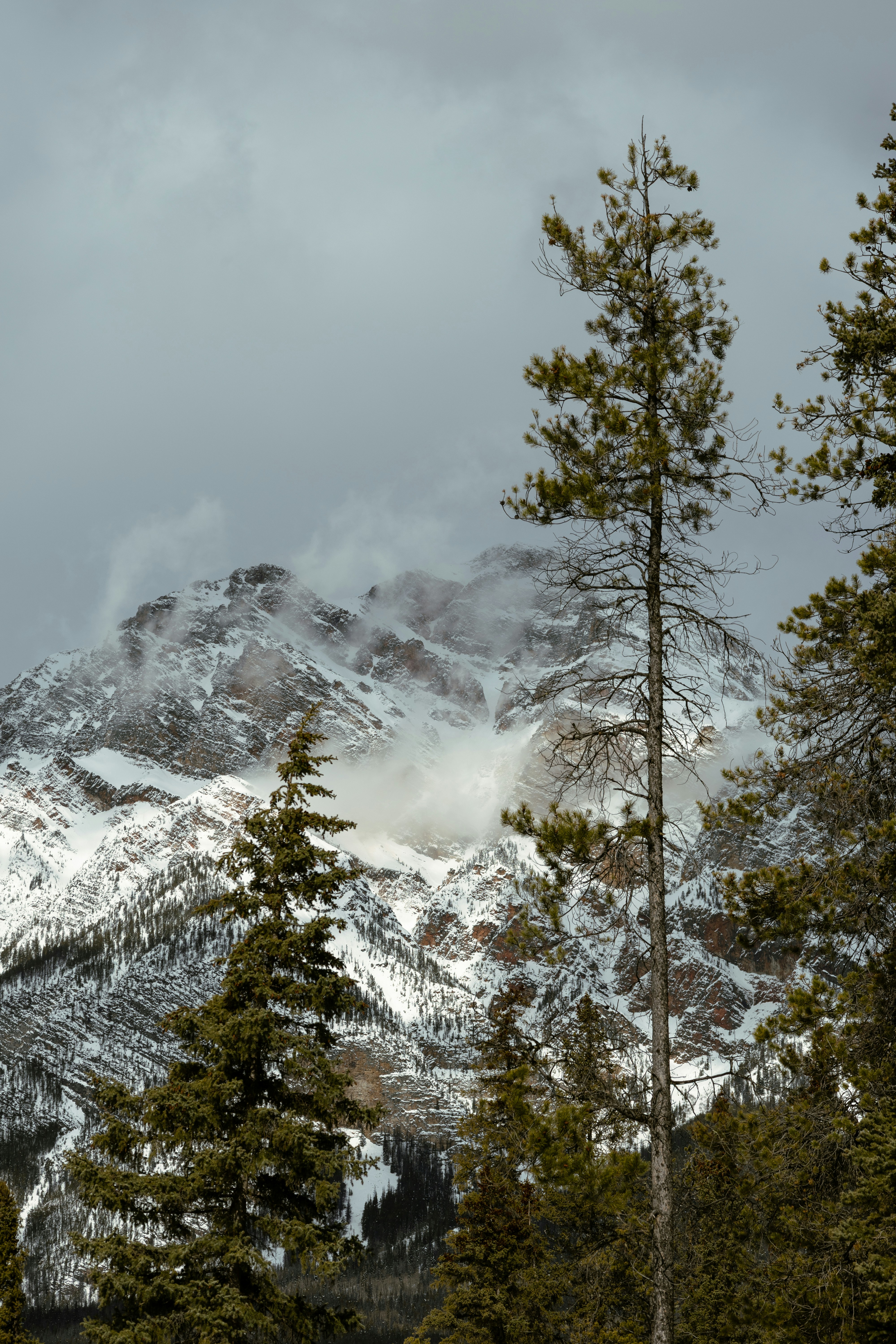 Snow-Crowned Peaks Pierced by Pine sentinels