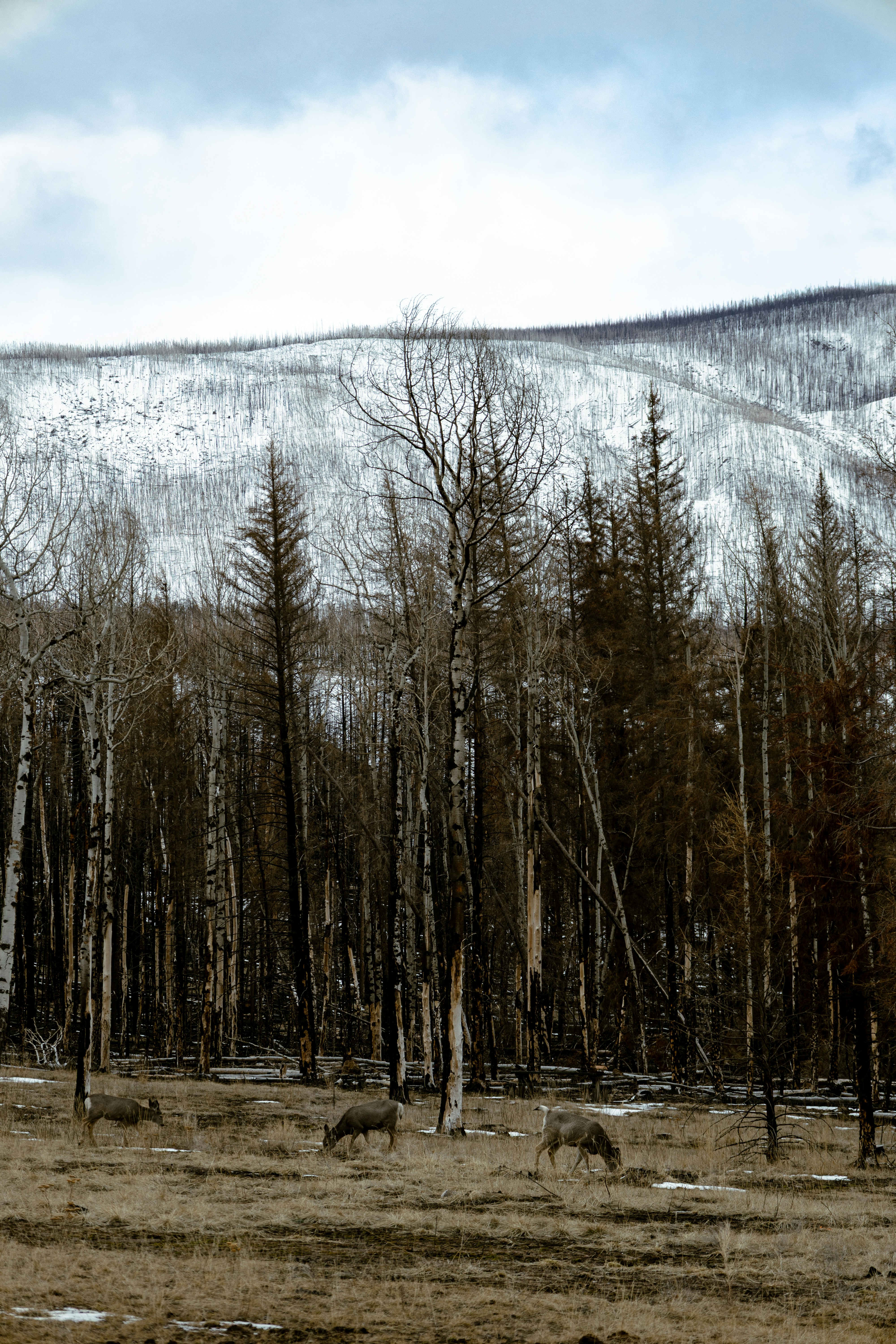 Deer graze in a field with a snow-covered mountain.