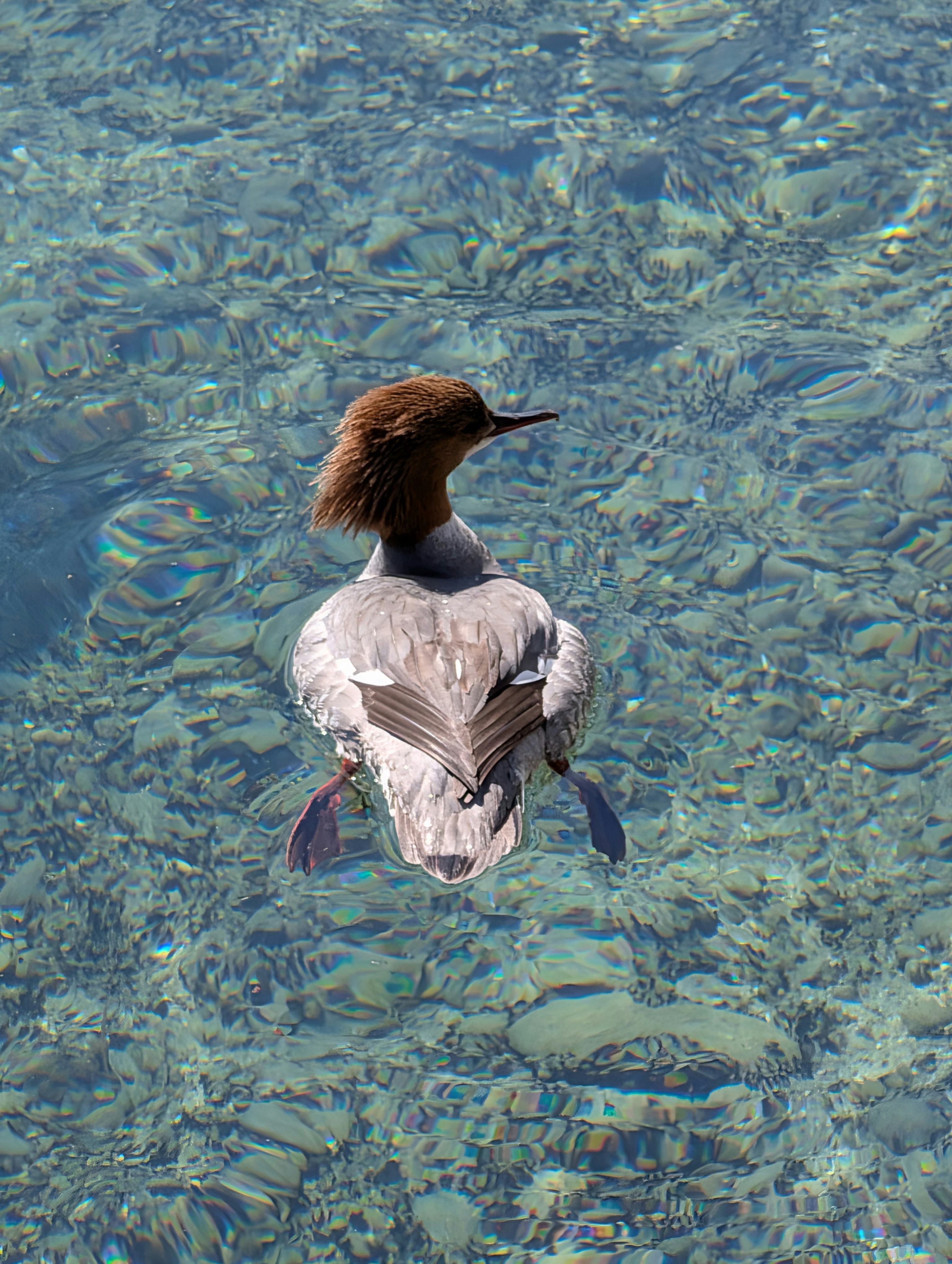 Amber-Headed Duck in Clear Aquamarine Ripples