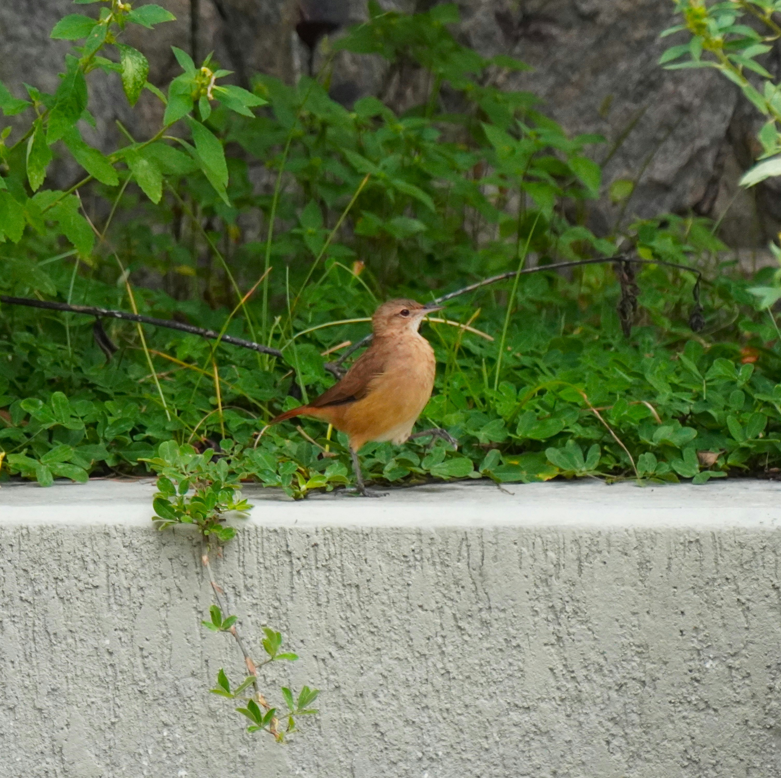Tiny Brown Bird on a Concrete Edge