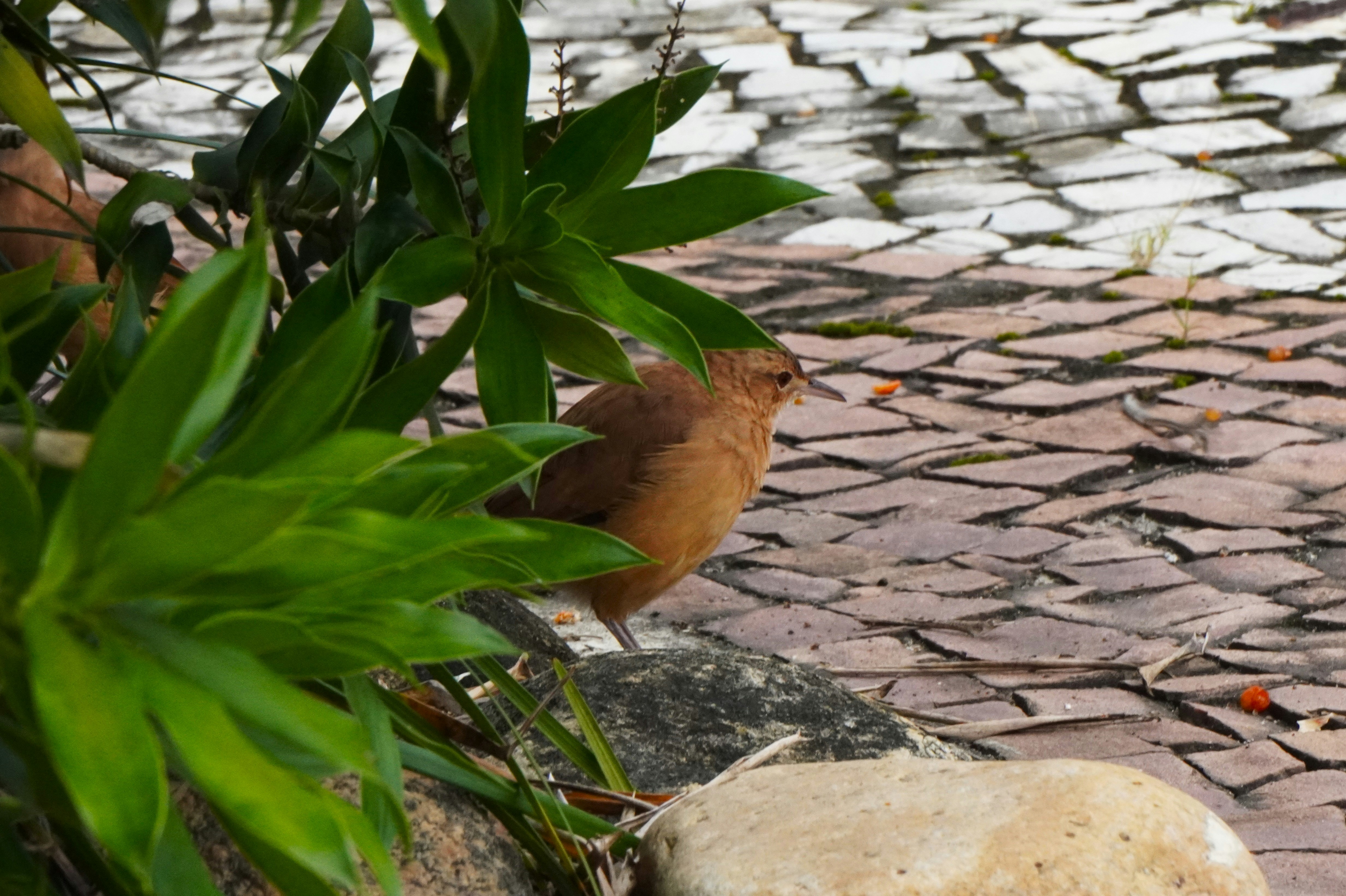 A Small Ember of Brown Amid Greenery by Patched Stone Path