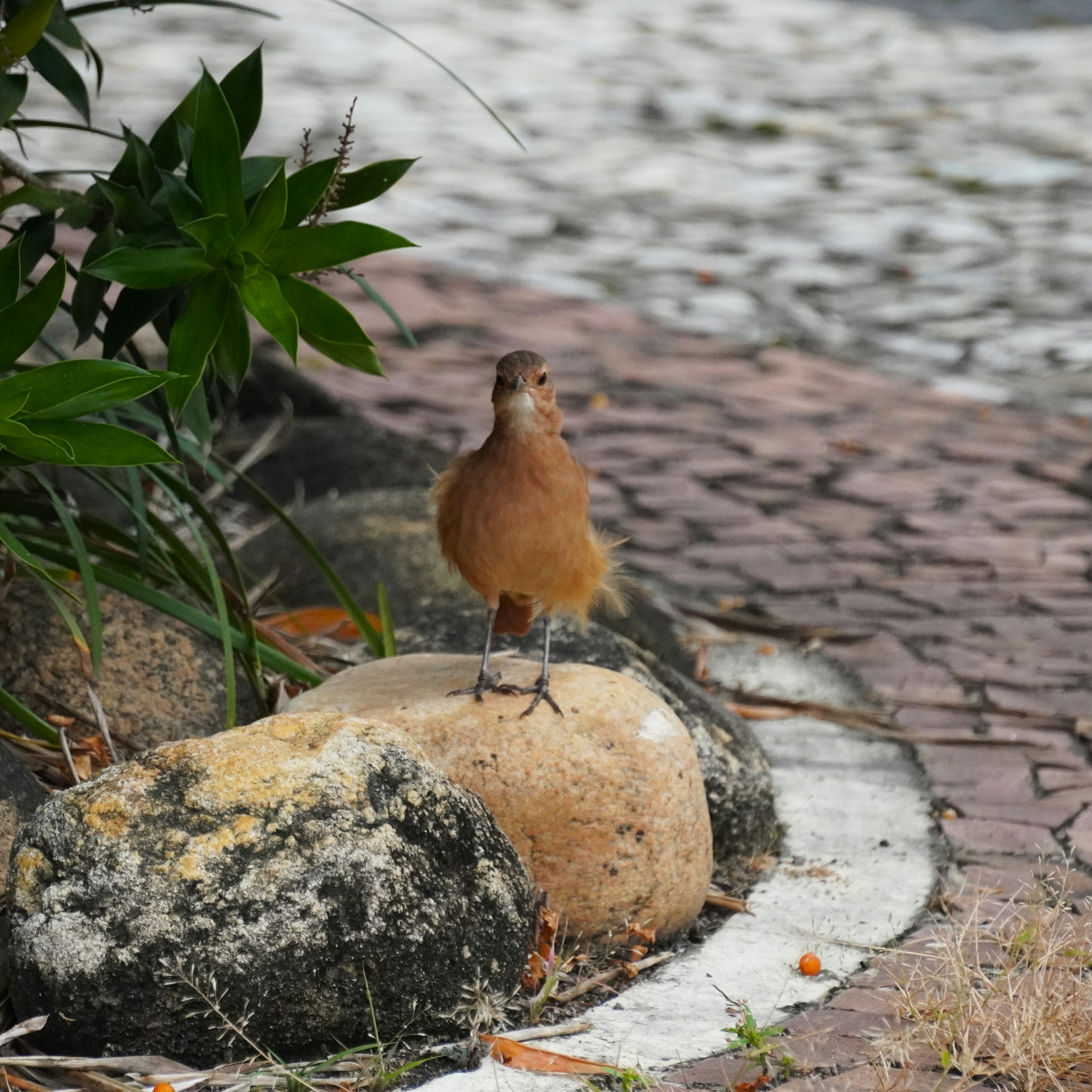 Little Island Ridgetop Saint: A Tiny Bird on Sunrise Pebbles