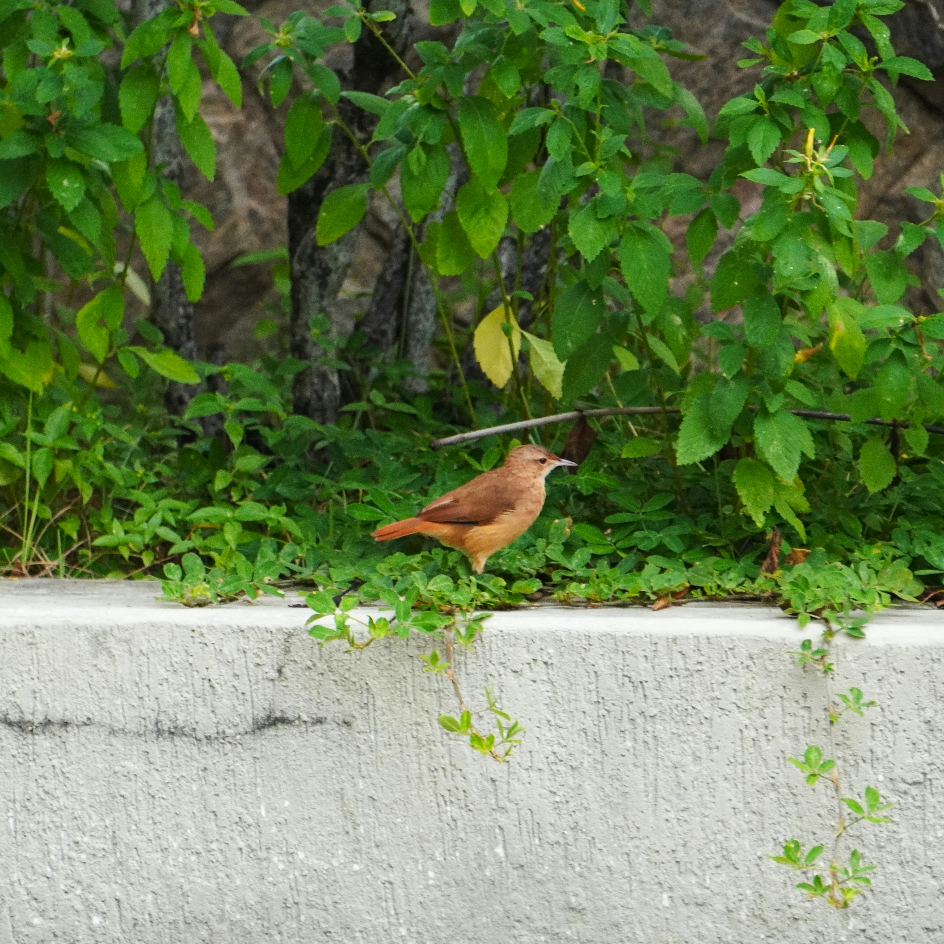 Rusty-feathered Wanderer on a Concrete Verge
