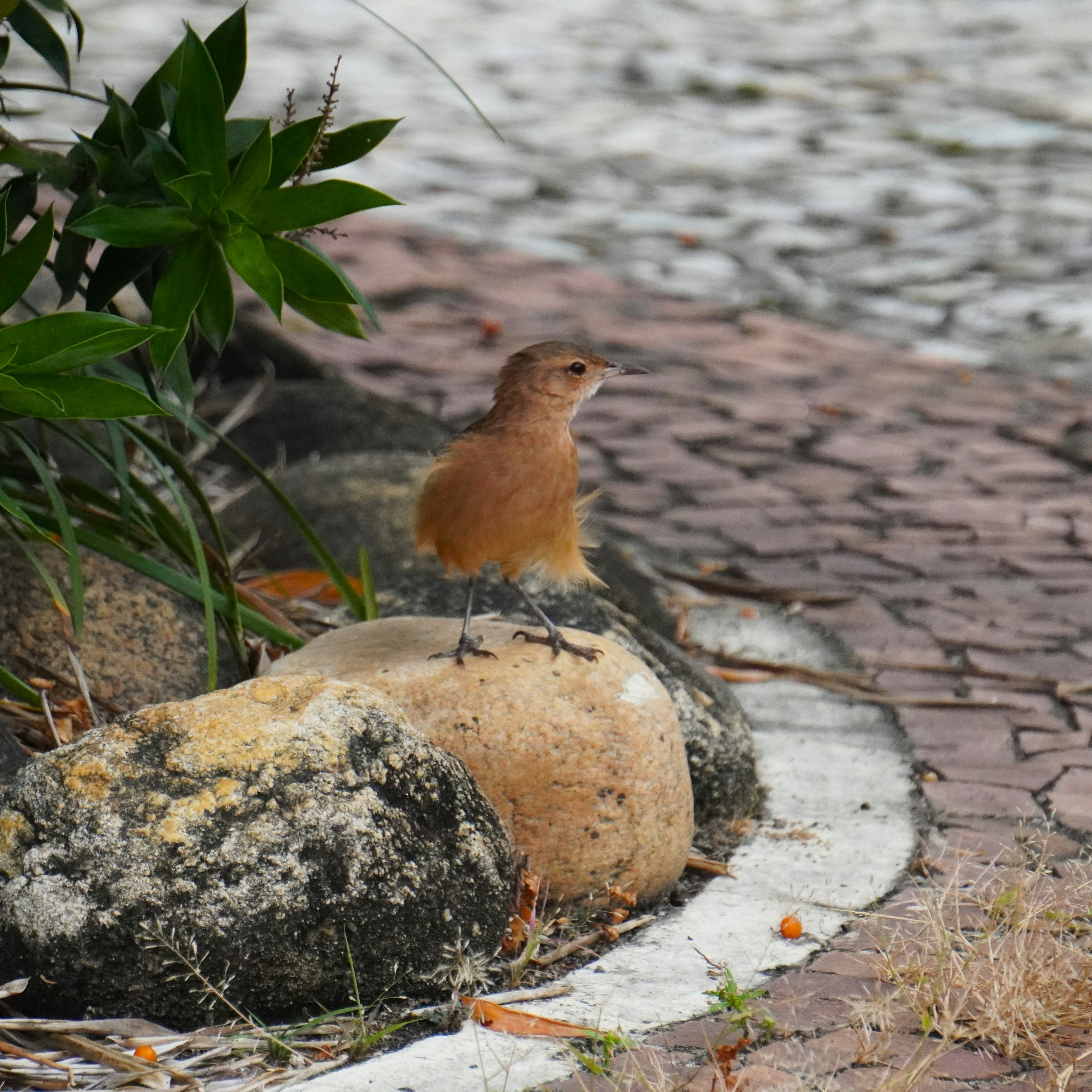 Sunny-stone Perch: A Small Ember Bird by the Path