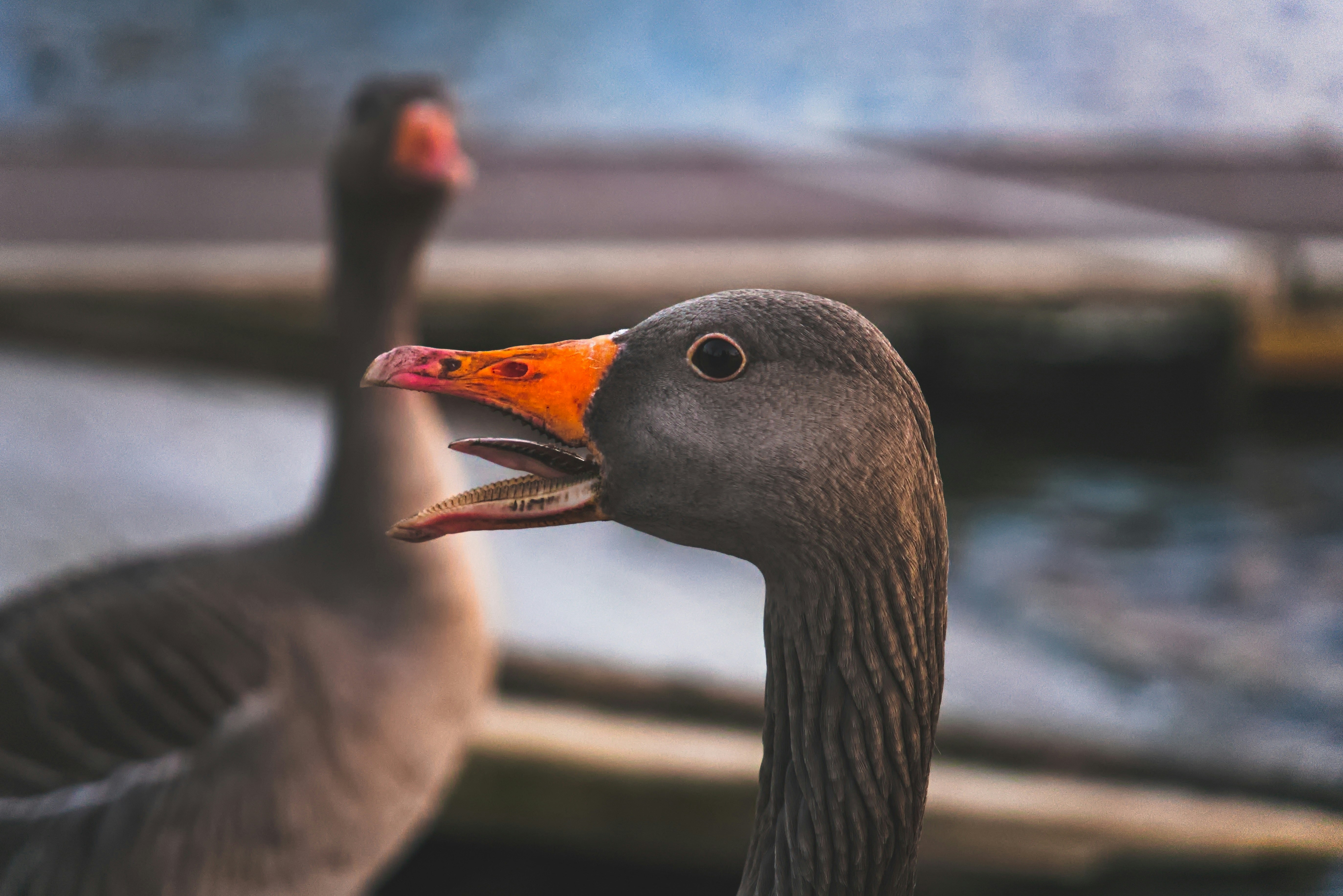 Beak in Focus: A Curious Goose in the Foreground