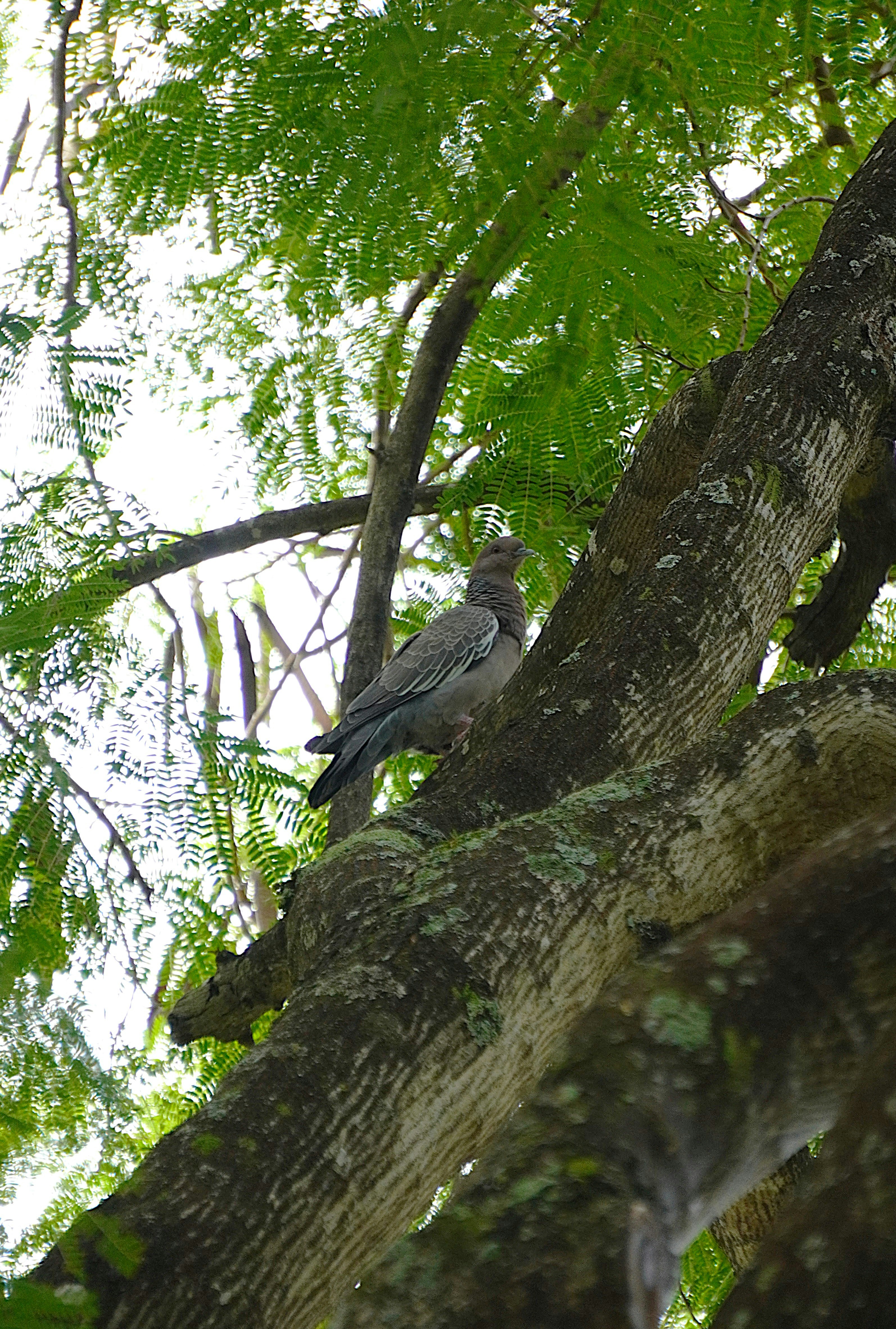 Perched in Dappled Green: A Dove in the Canopy