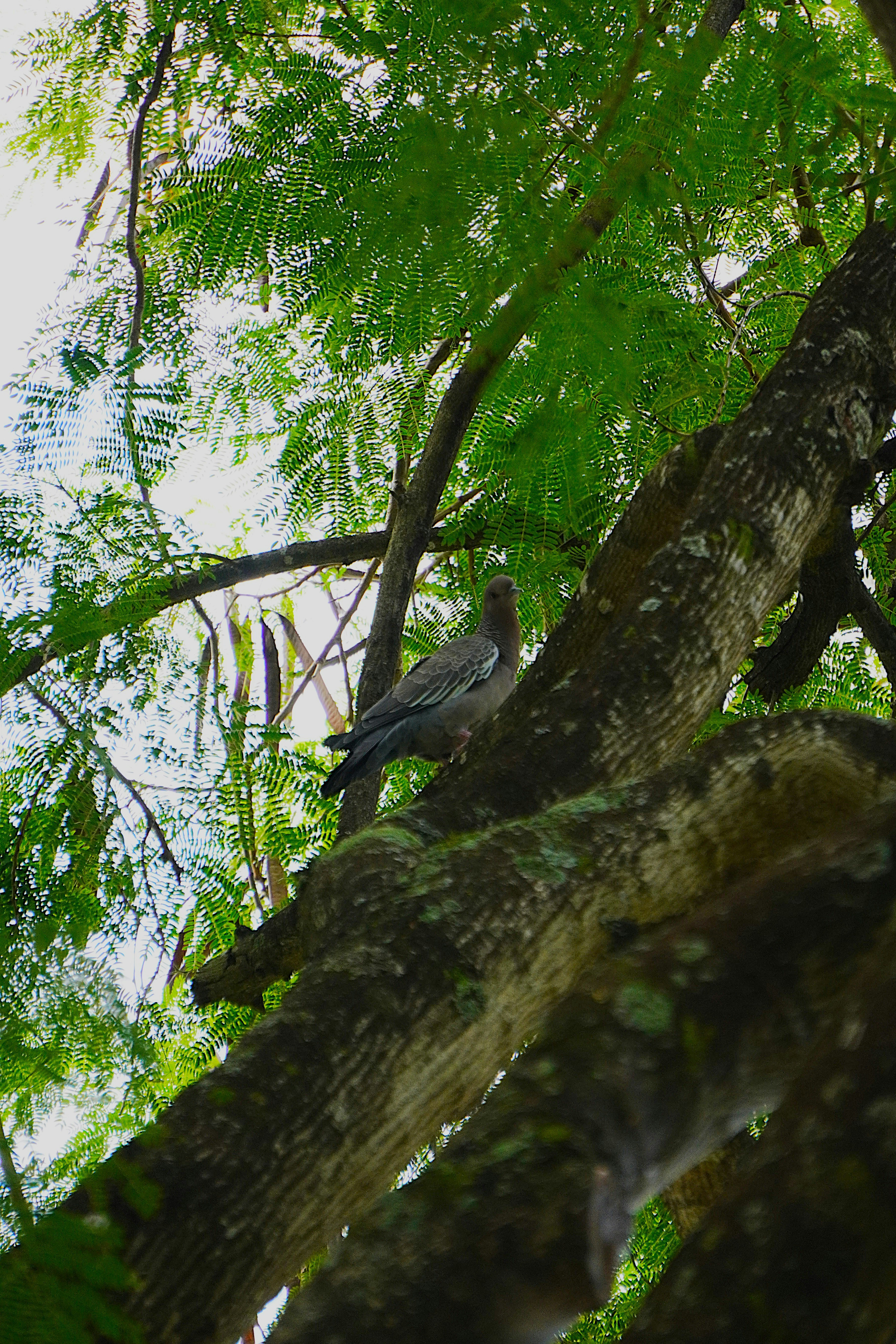 A Quiet Perch: Pigeon on a Mossy Branch Against Verdant Canopy